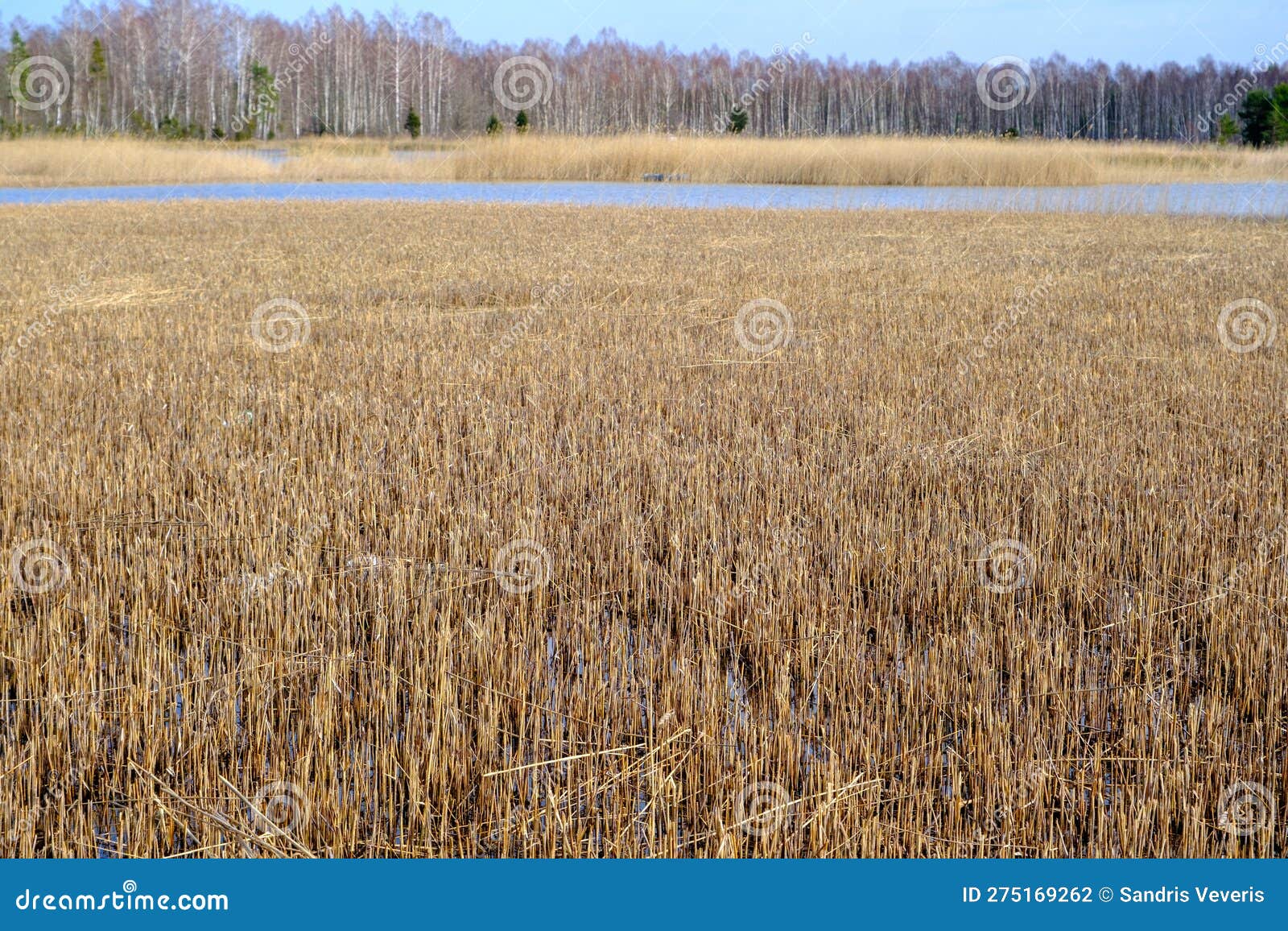 Cut Reed Field in the Lake. Lake Care Measures Stock Photo - Image of ...