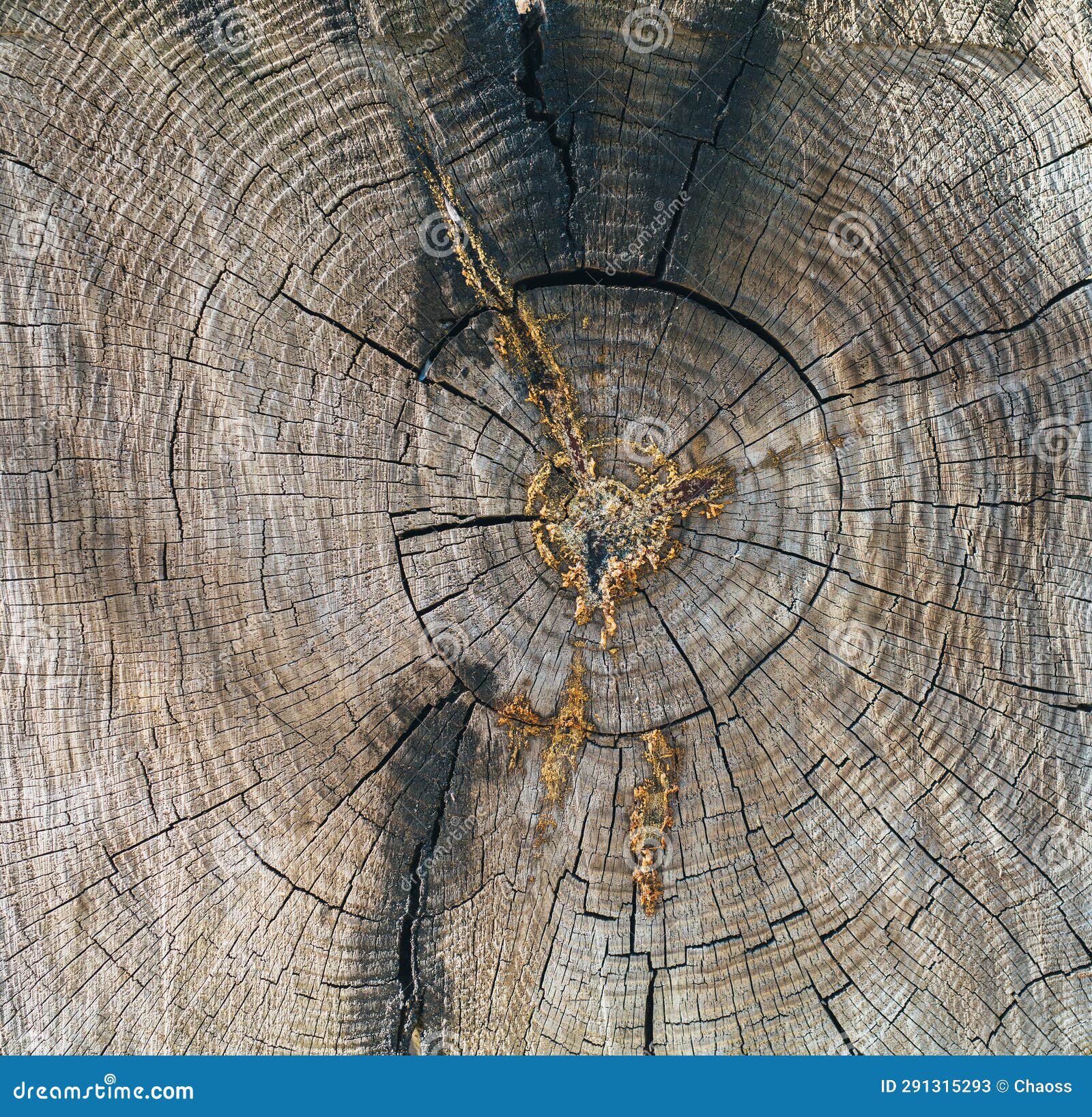 Cut Rings Texture of Big Old Tree Stock Image - Image of detailed ...