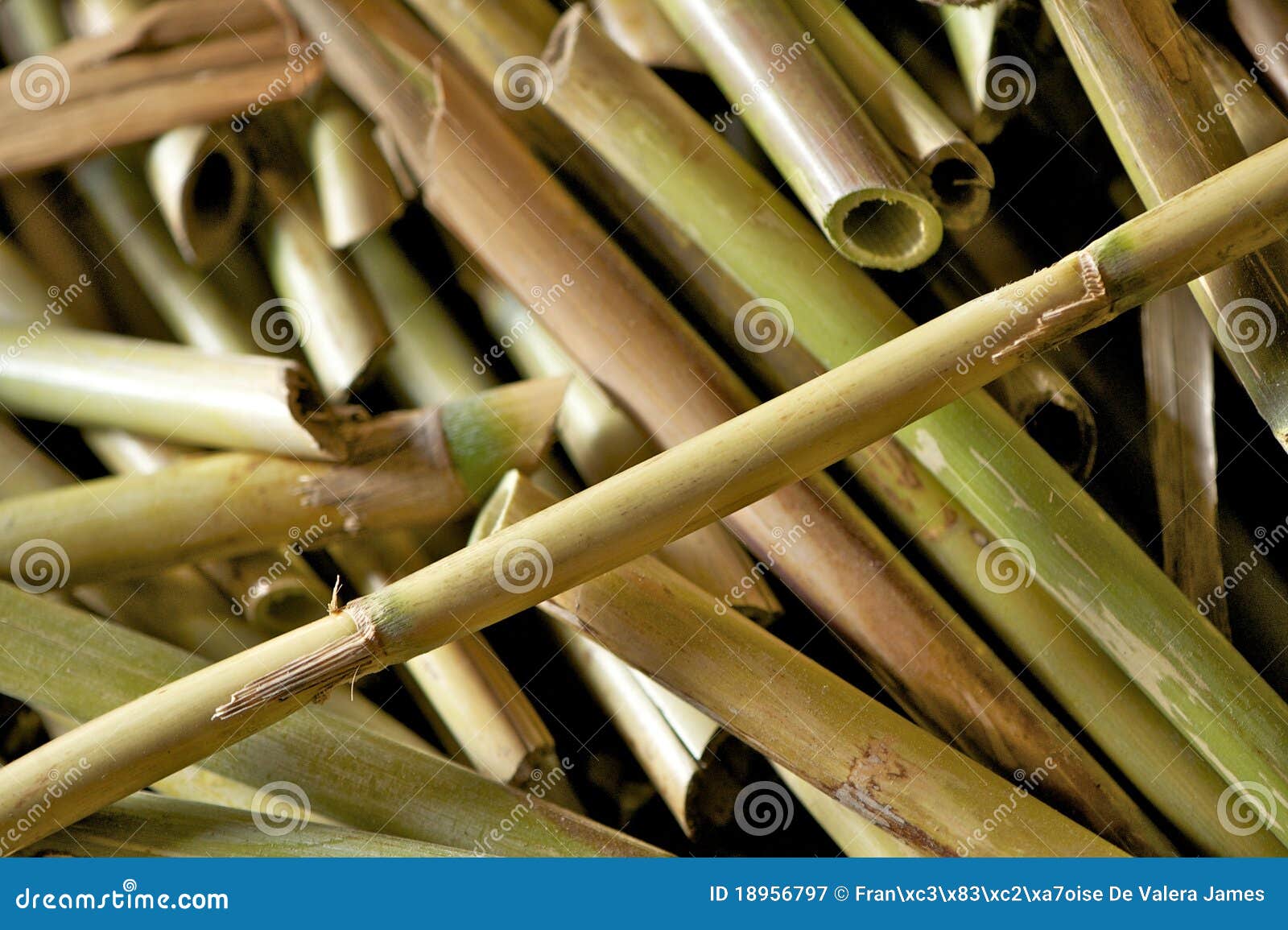 River Cane Or Arundinaria Gigantea In Eastern Oklahoma Royalty-Free ...