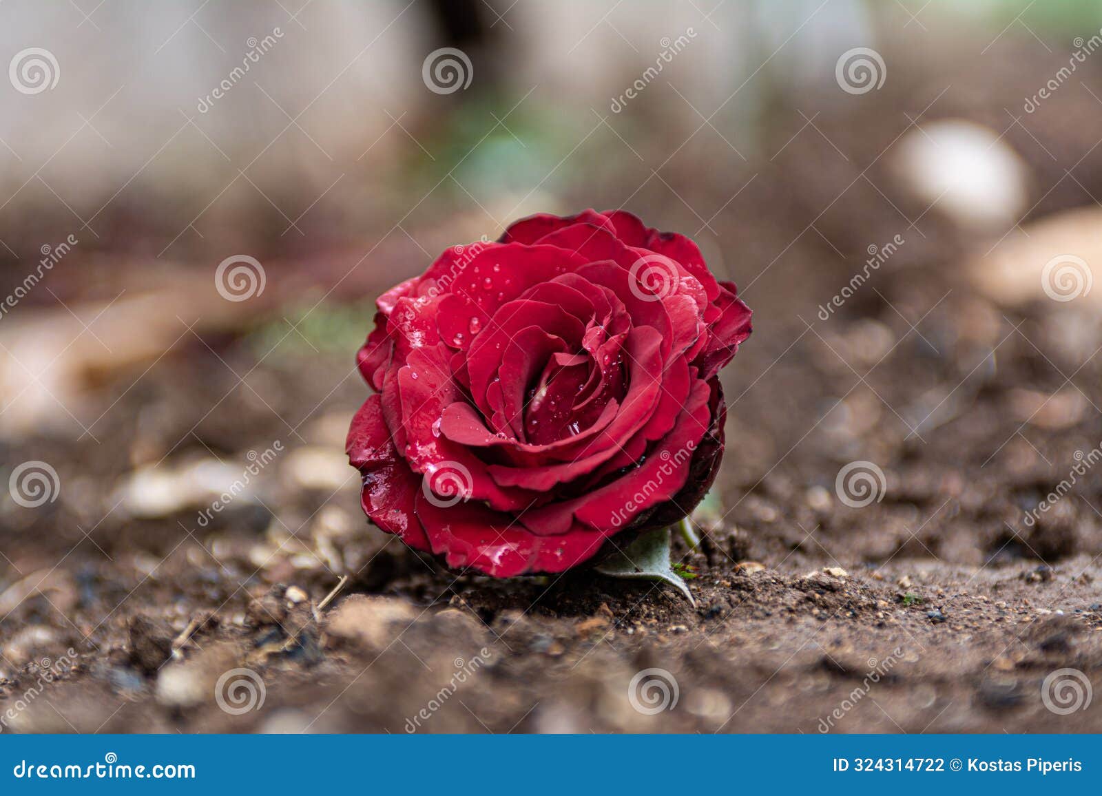 Cut rose on wet soil stock photo. Image of soil, rose - 324314722