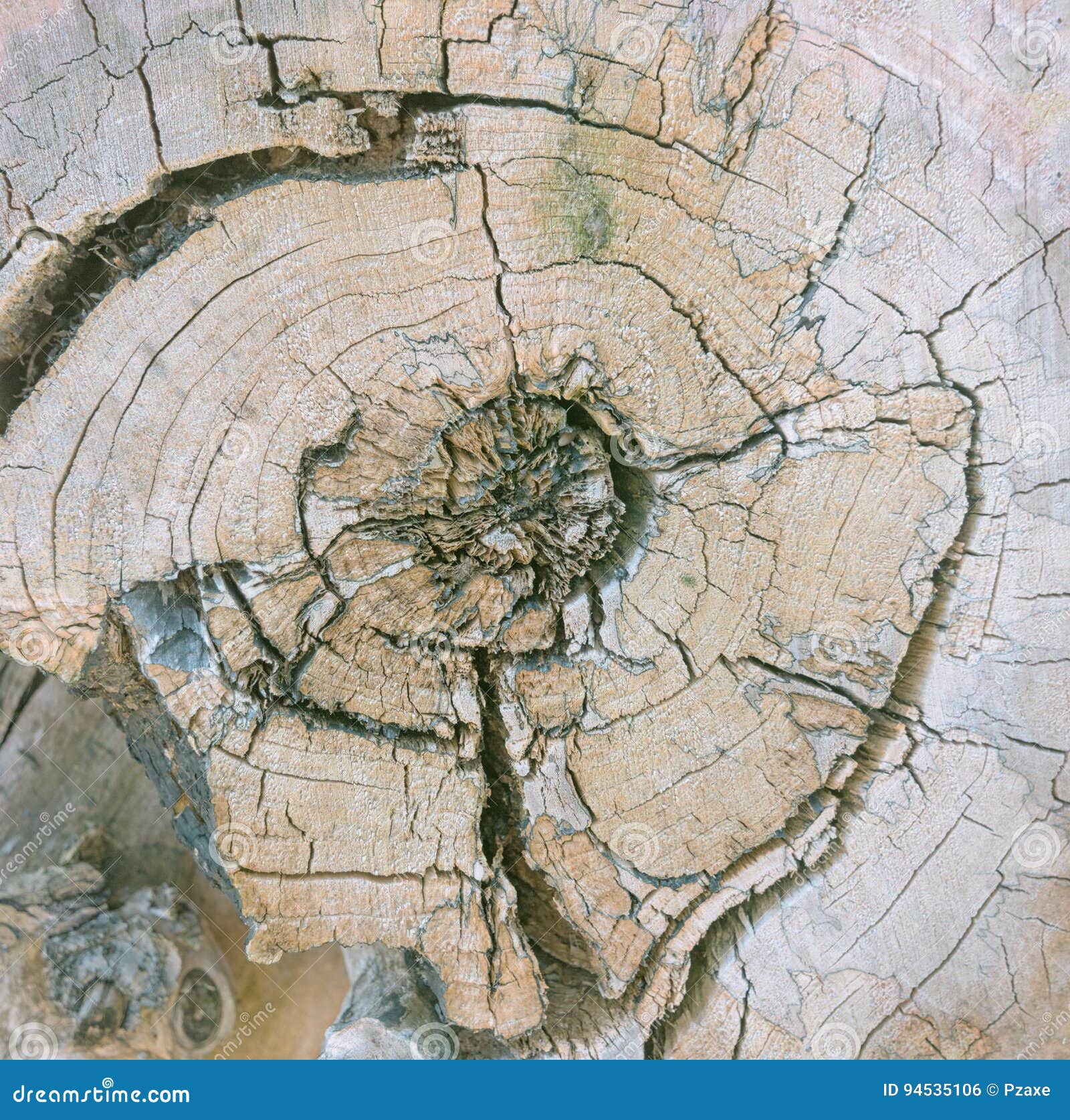 The cut of rotten log stock photo. Image of circular - 94535106