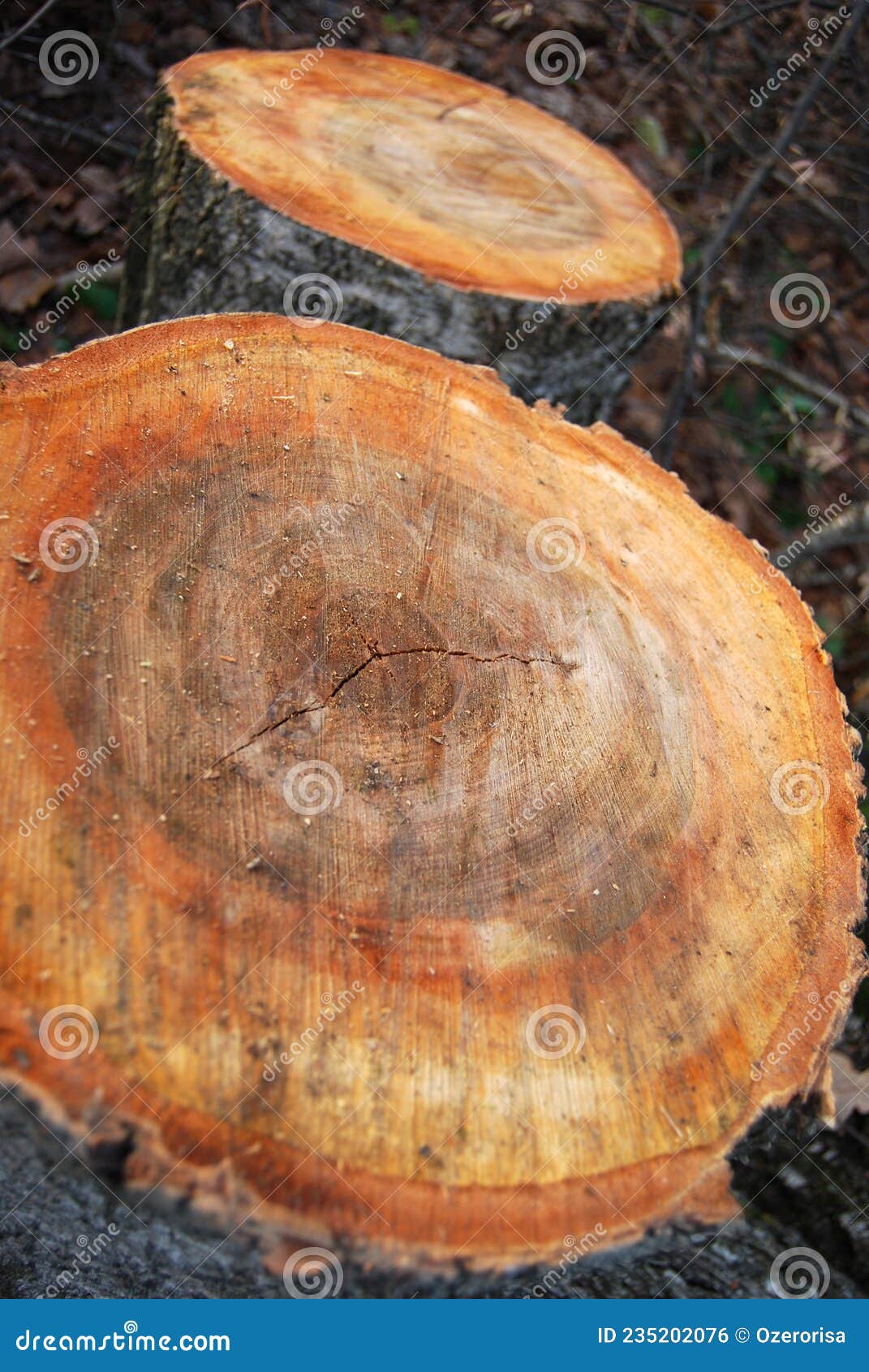 A Cut of a Sawn Birch, a Felled Tree, a Tree Stump in the Forest. Stock ...