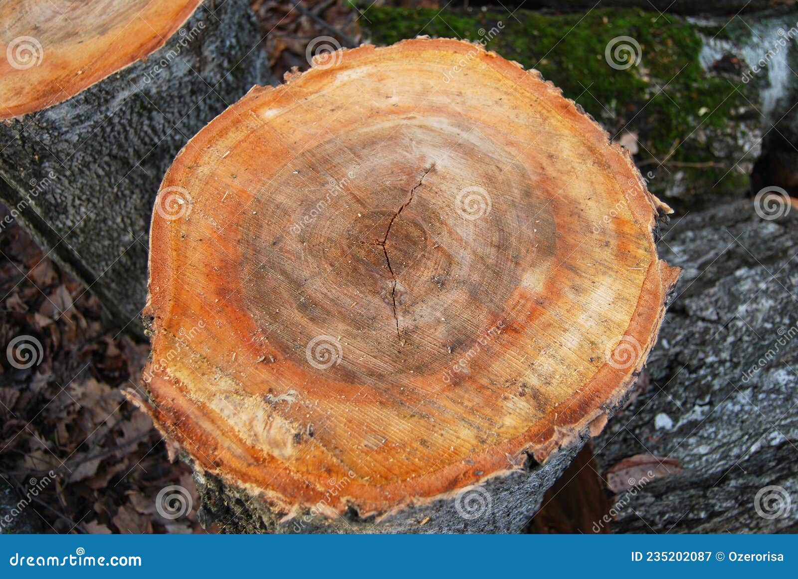 A Cut of a Sawn Birch, a Felled Tree, a Tree Stump in the Forest. Stock ...