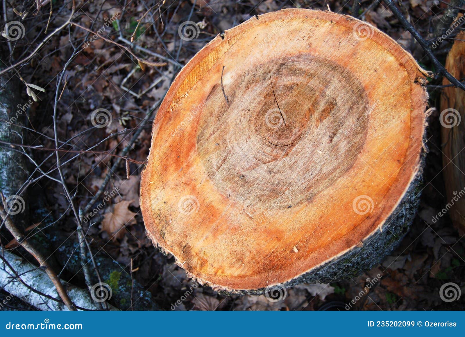 A Cut of a Sawn Birch, a Felled Tree, a Tree Stump in the Forest. Stock ...