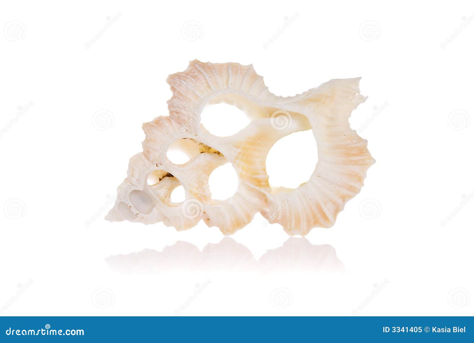 Cut Seashell Picture. Image: 3341405