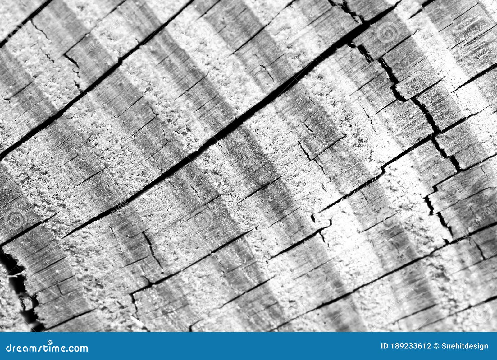 Cut Section of Tree in Black and White Stock Photo - Image of wood ...