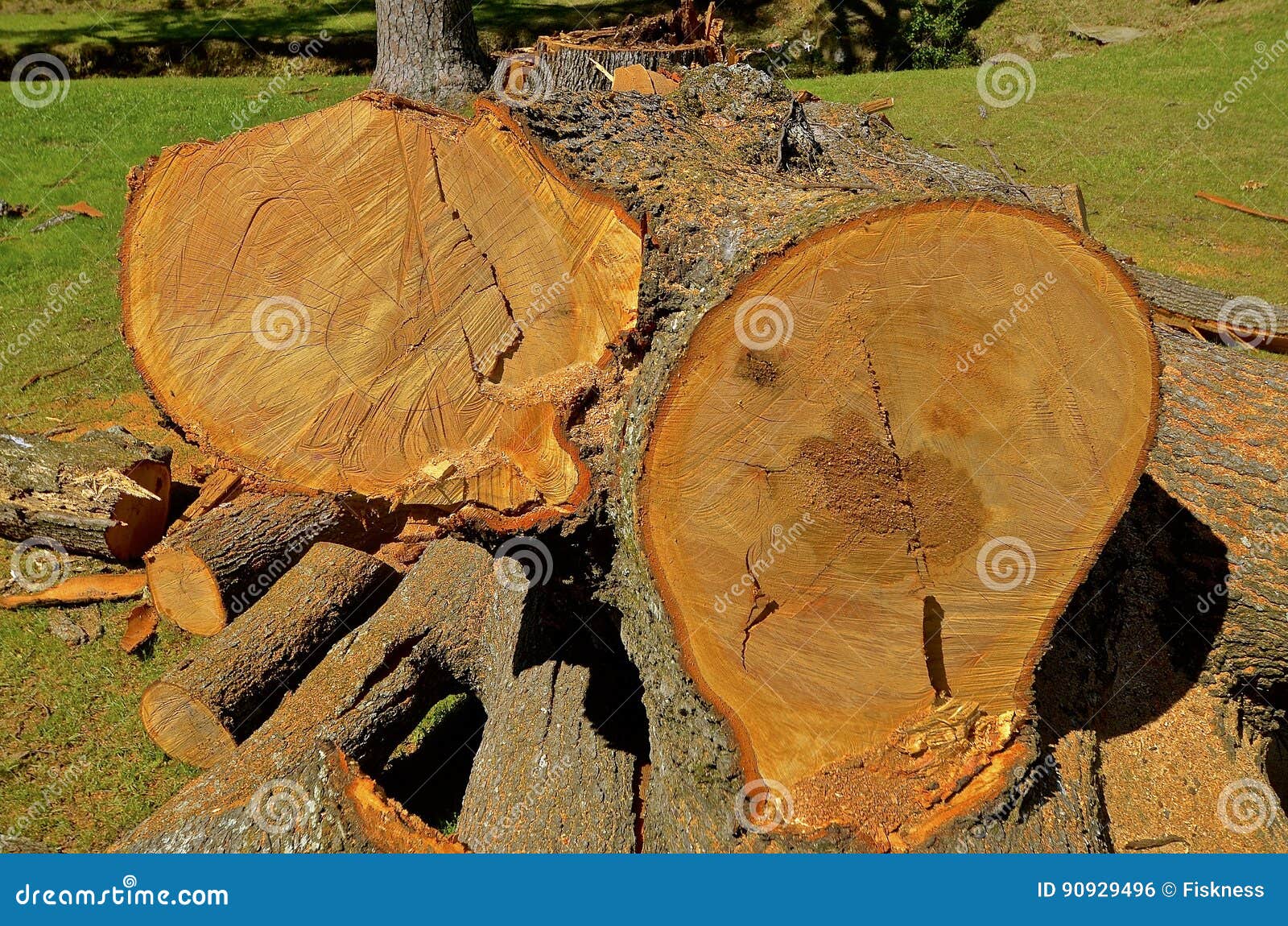 Cut Sections of a Huge Pine Tree Stock Photo - Image of pine ...