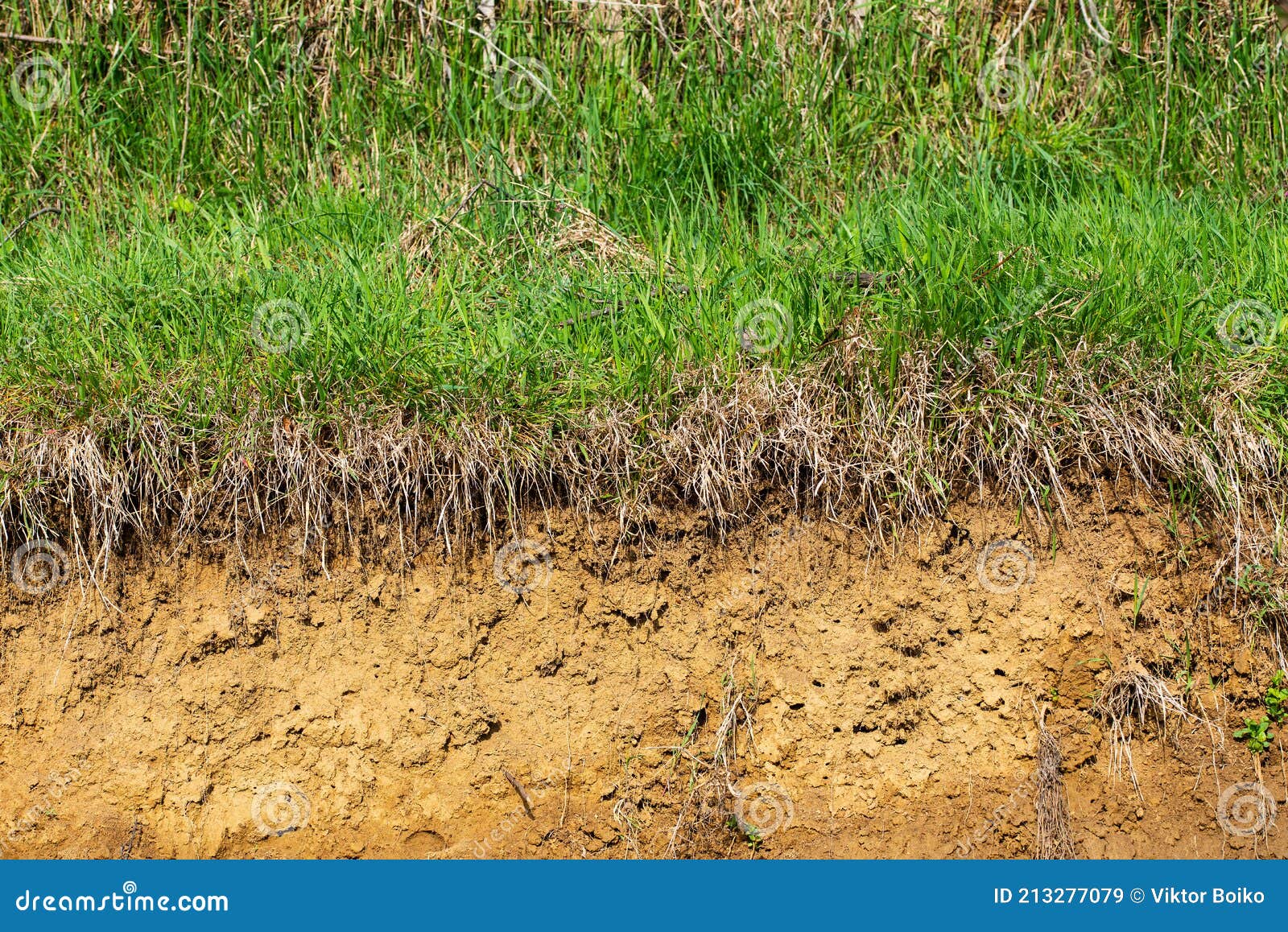 Grass by the Ravine on Clay Ground for Design Stock Image - Image of ...