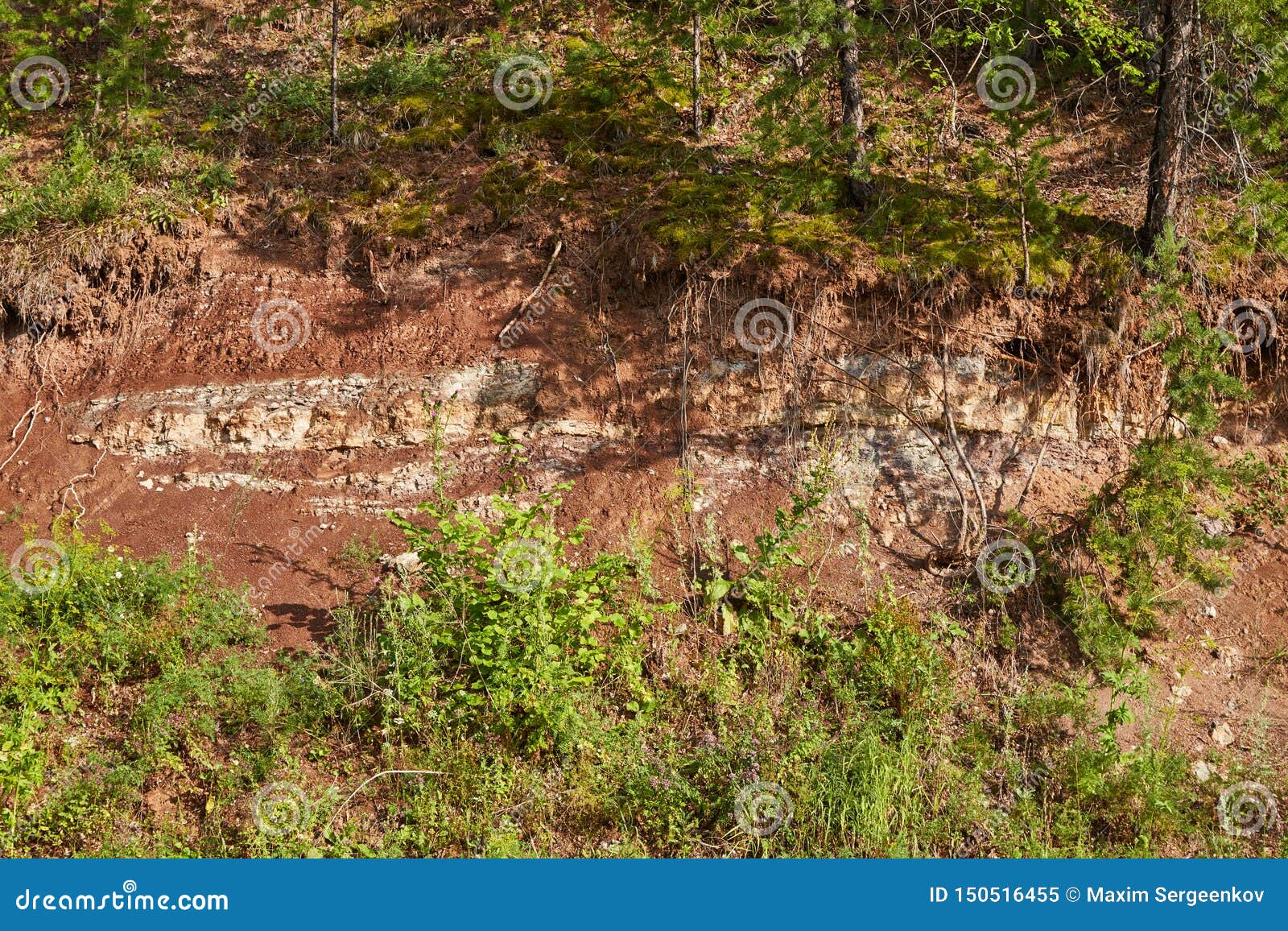 Cut soil in the forest stock image. Image of green, dirt - 150516455