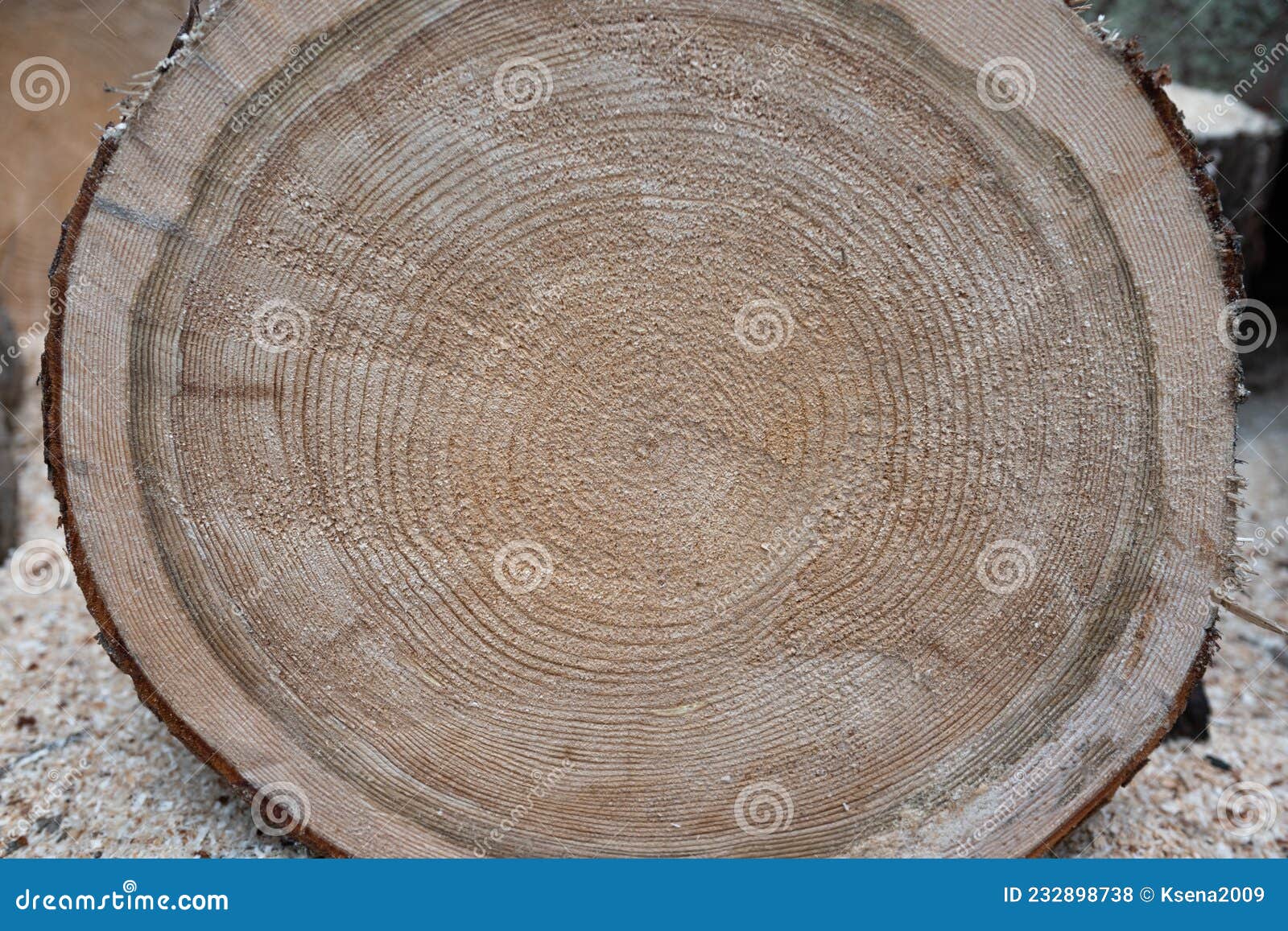 Cut spruce tree close up stock photo. Image of brown - 232898738