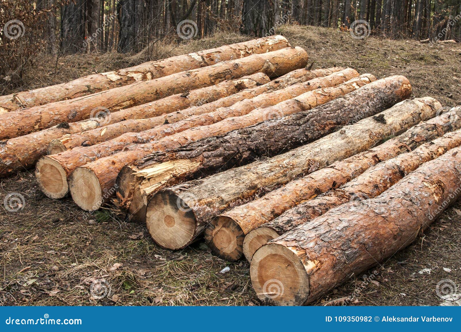 Cut and Stacked Pine Tree Logs Stock Photo - Image of forest, lumber ...
