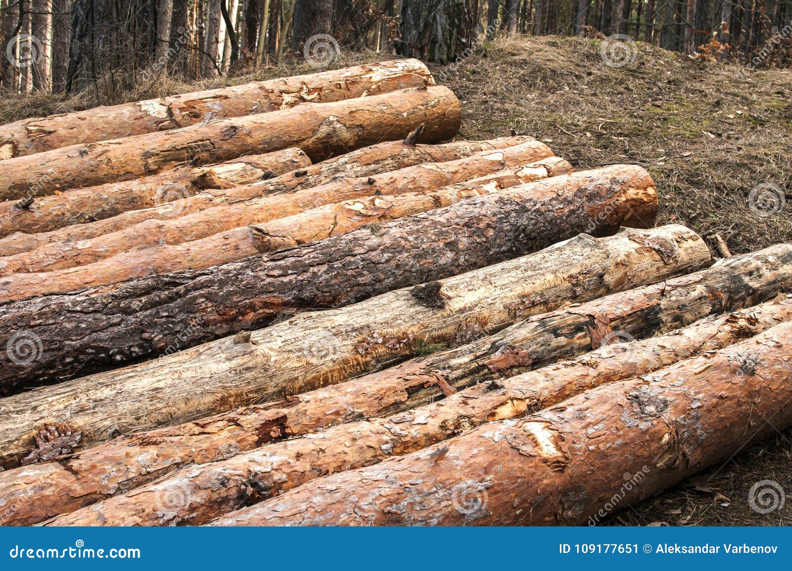 Cut and Stacked Pine Tree Logs Stock Image - Image of tree, surface ...