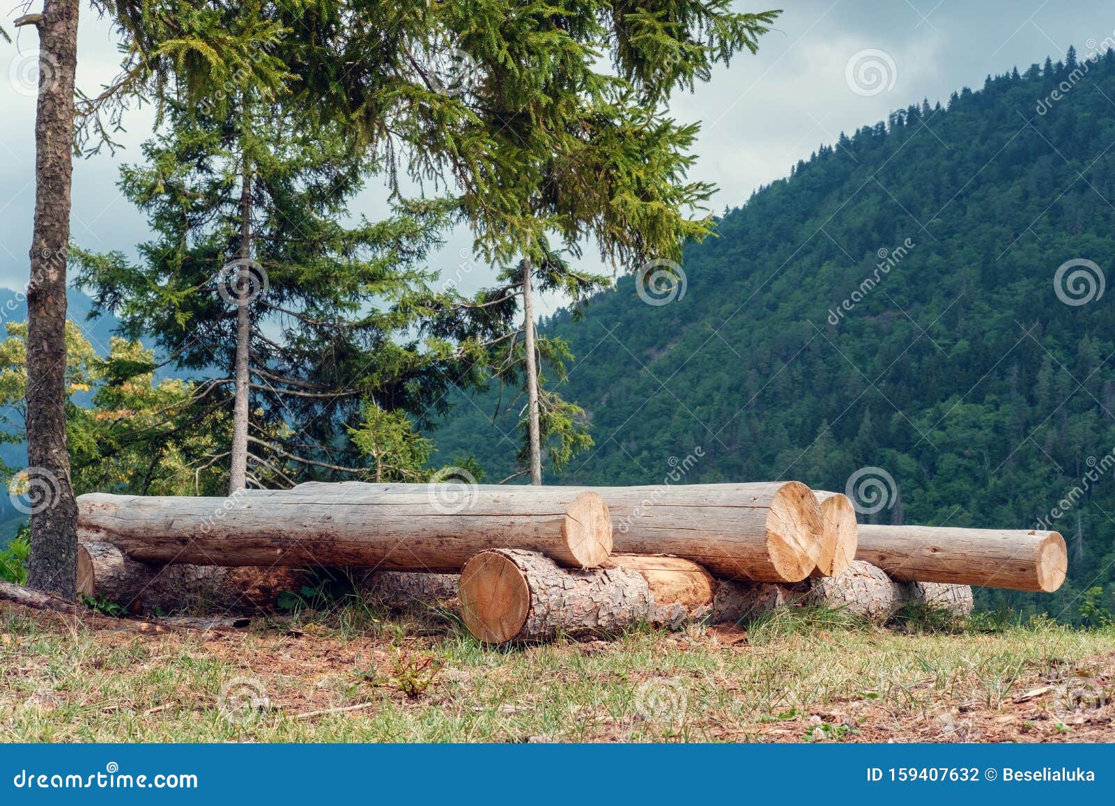 Cut Spruce Logs in the Forest Stock Photo - Image of firewood, outdoor ...