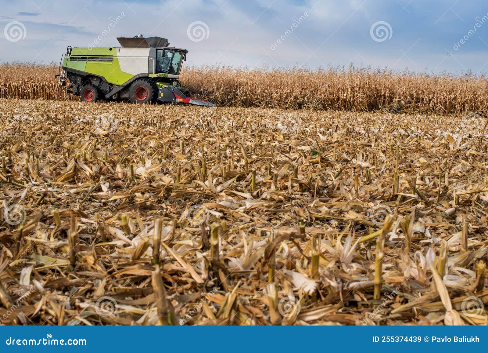 Cut Stalks in the Foreground Stock Image - Image of environment ...