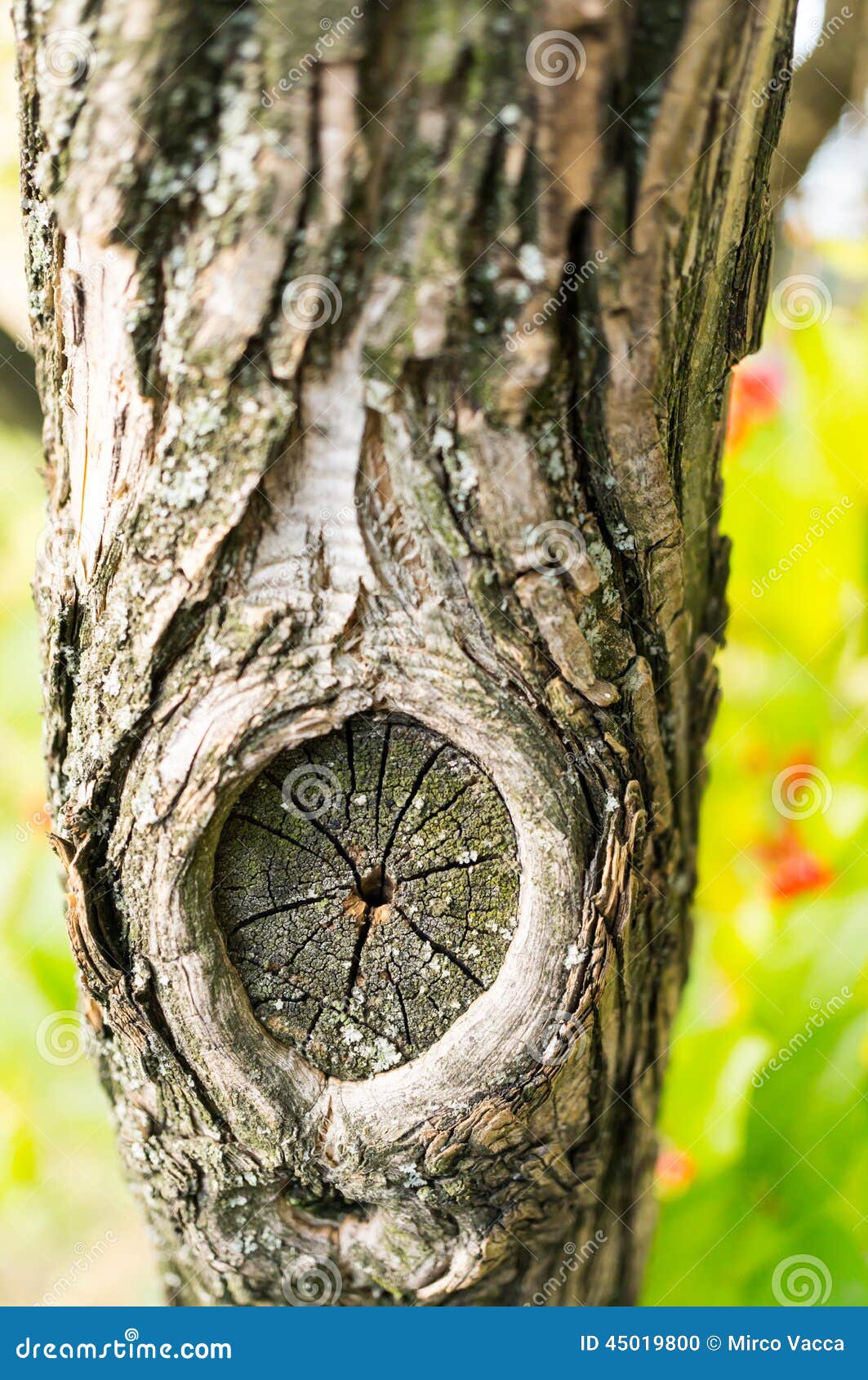 Cut stem spot stock photo. Image of nature, tree, stem - 45019800