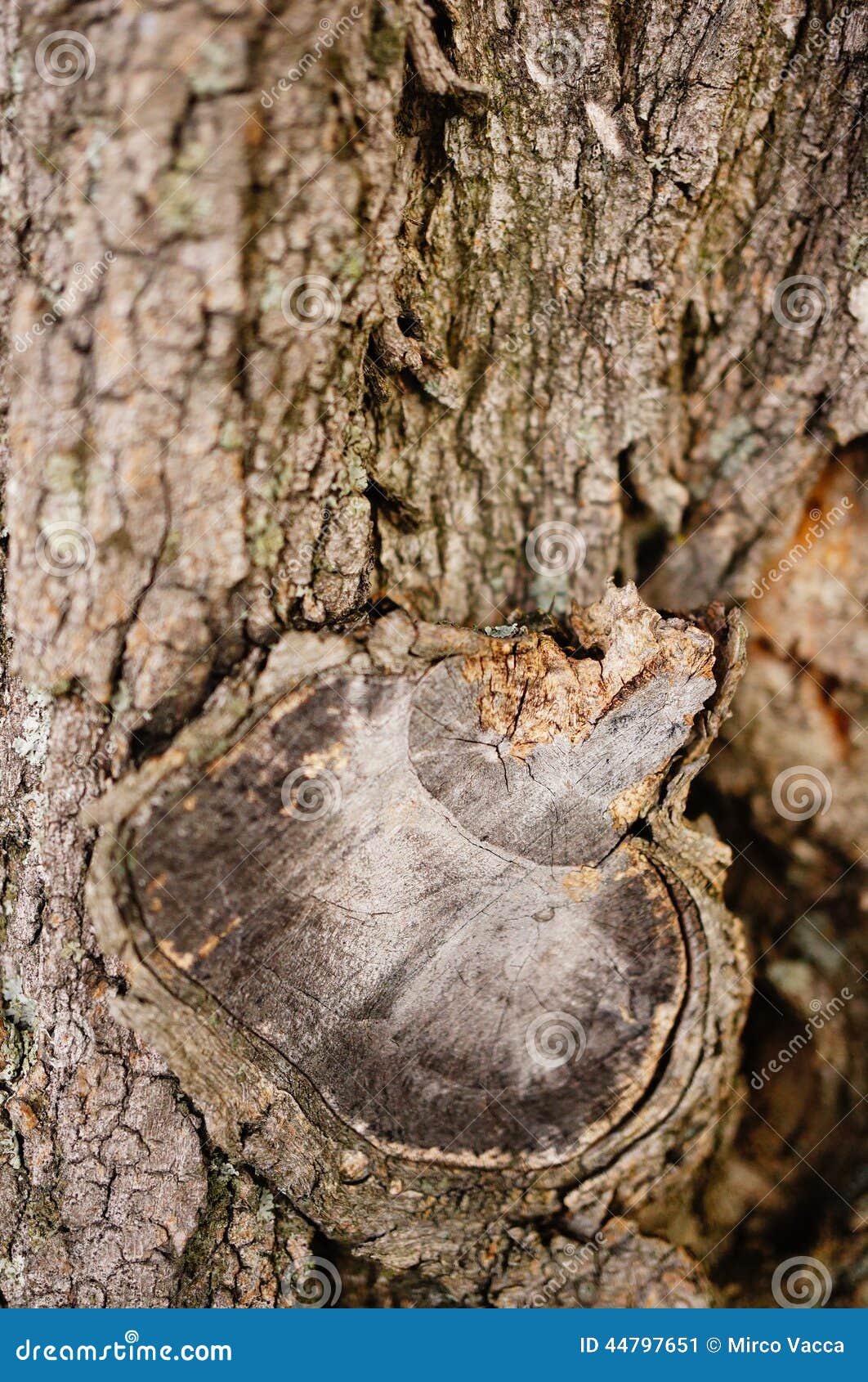 Cut stem stock image. Image of nature, tree, stem, bark - 44797651