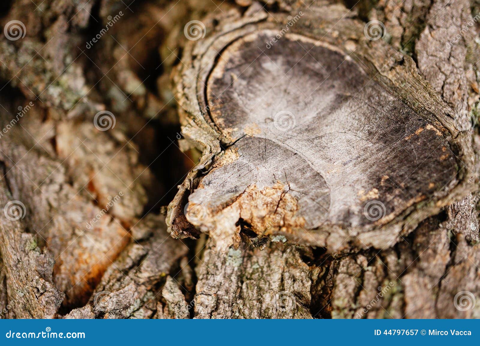 Cut stem stock image. Image of insect, organism, nature - 44797657