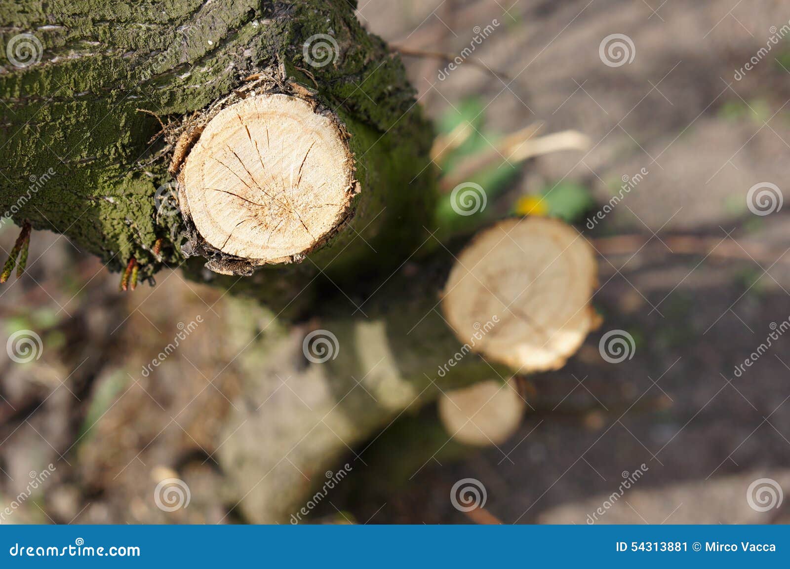 Cut stem stock image. Image of bark, sunny, close, wood - 54313881