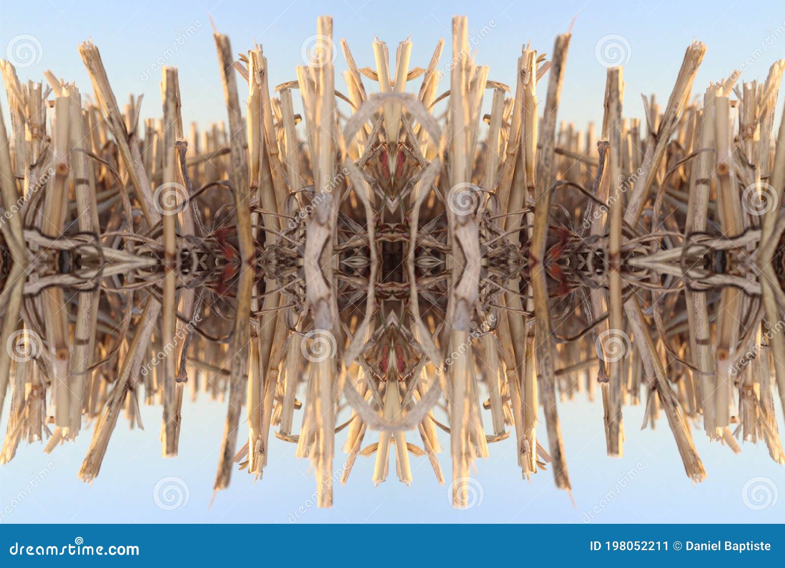 Cut stems with reflections stock image. Image of nature - 198052211