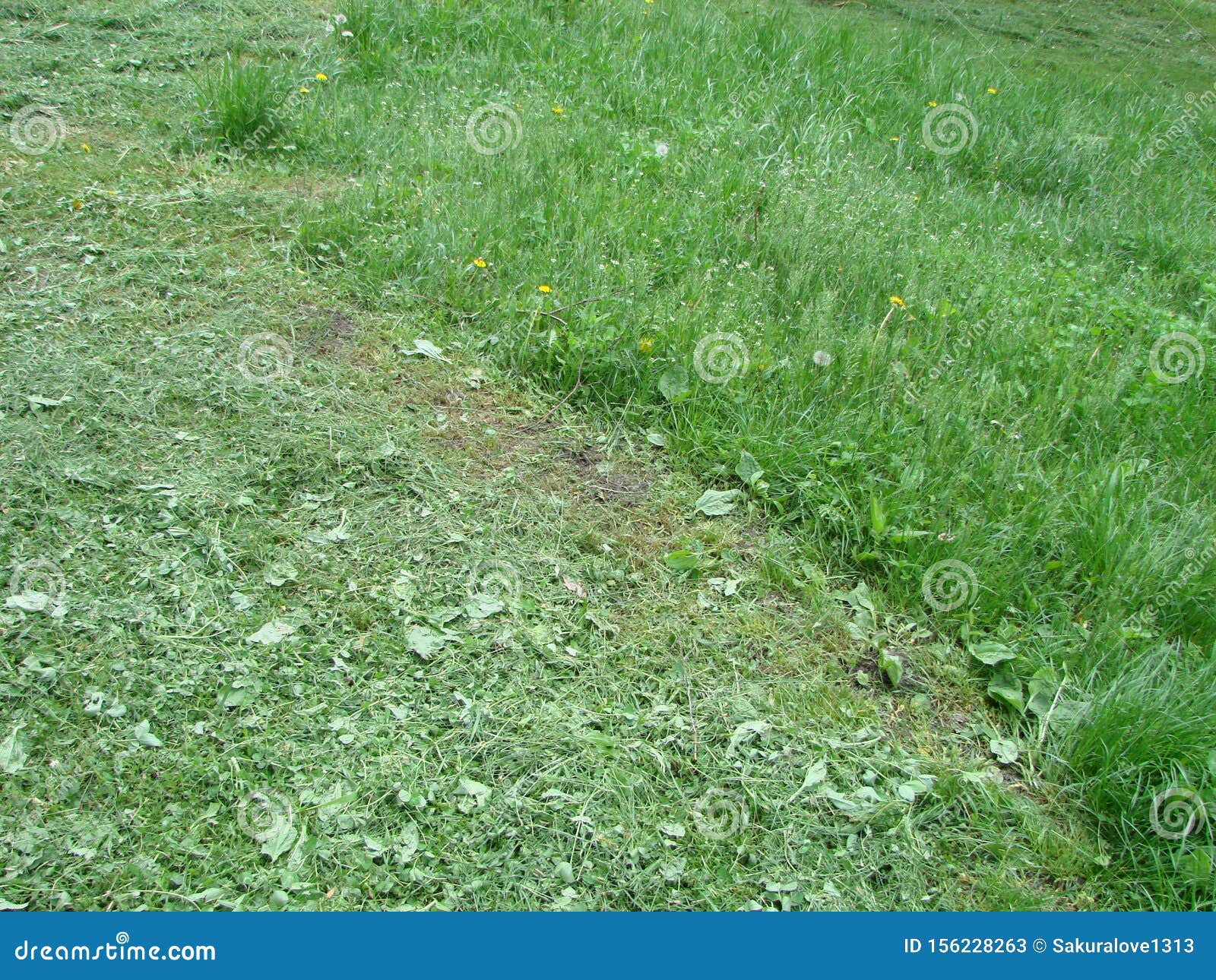 Cut Strip of Green Grass. Mowing the Lawn Stock Image - Image of field ...