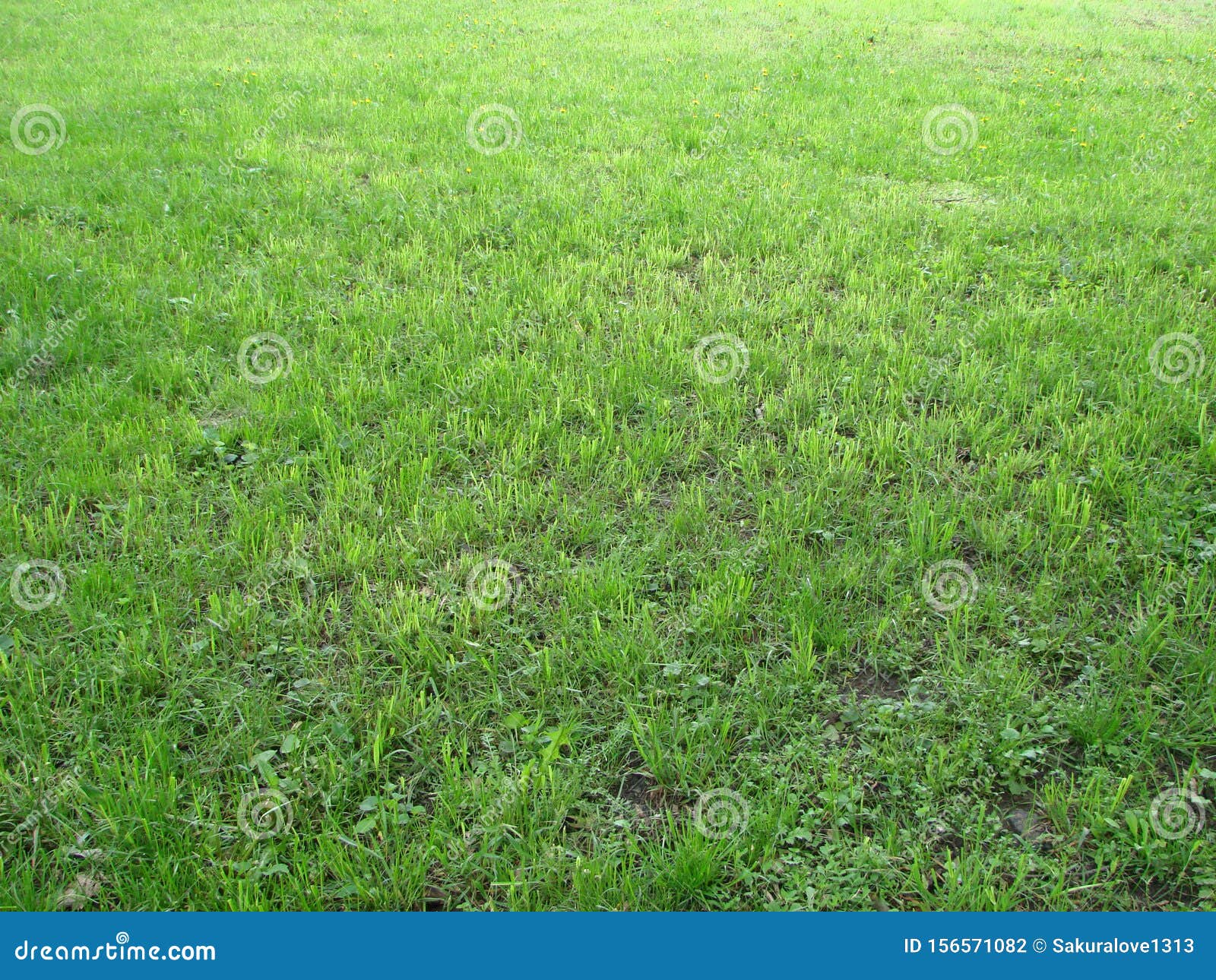 Cut Strip of Green Grass. Mowing the Lawn Stock Photo - Image of ...