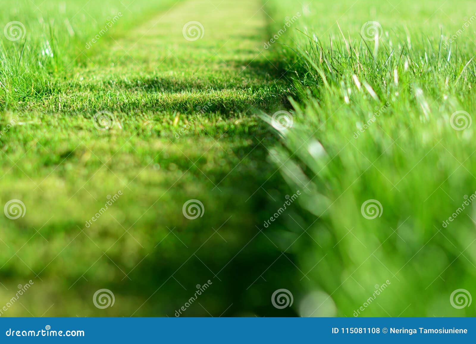 Mowing the Lawn. a Perspective of Green Grass Cut Strip. Selective ...