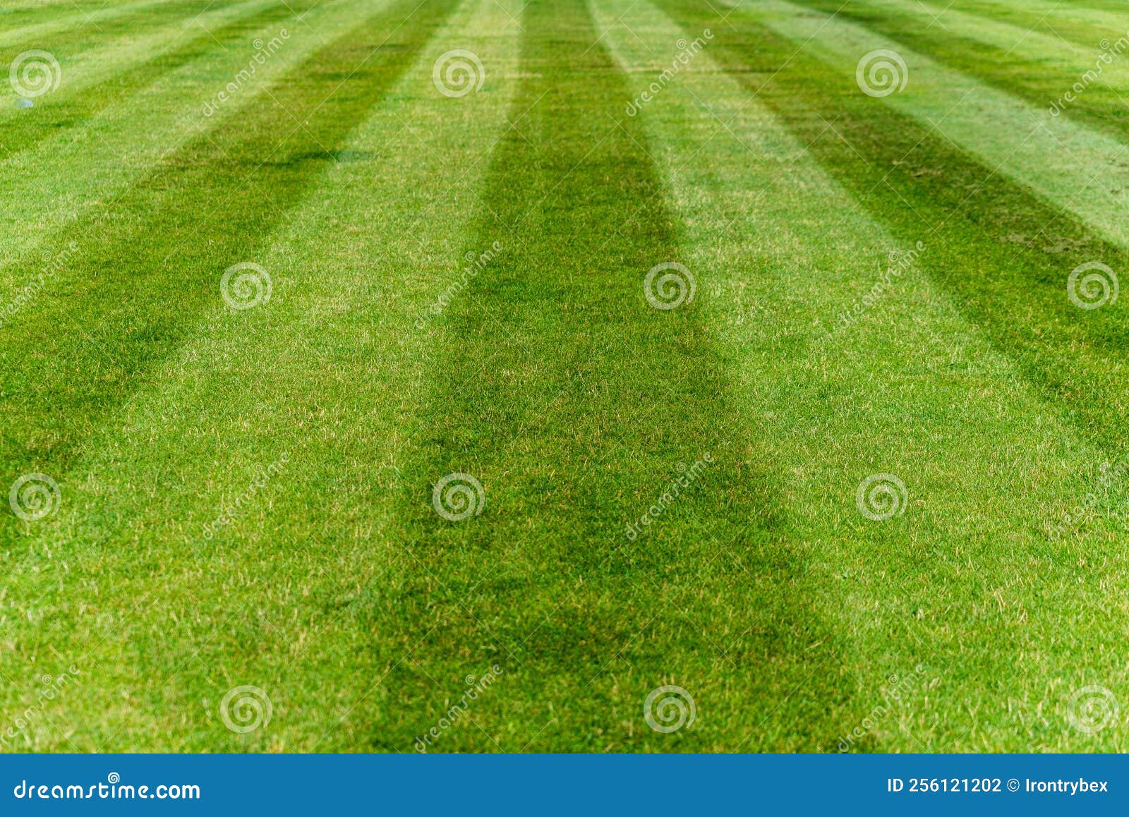 Cut Stripes on the Field, Green Turf Stock Photo - Image of rugby, turf ...