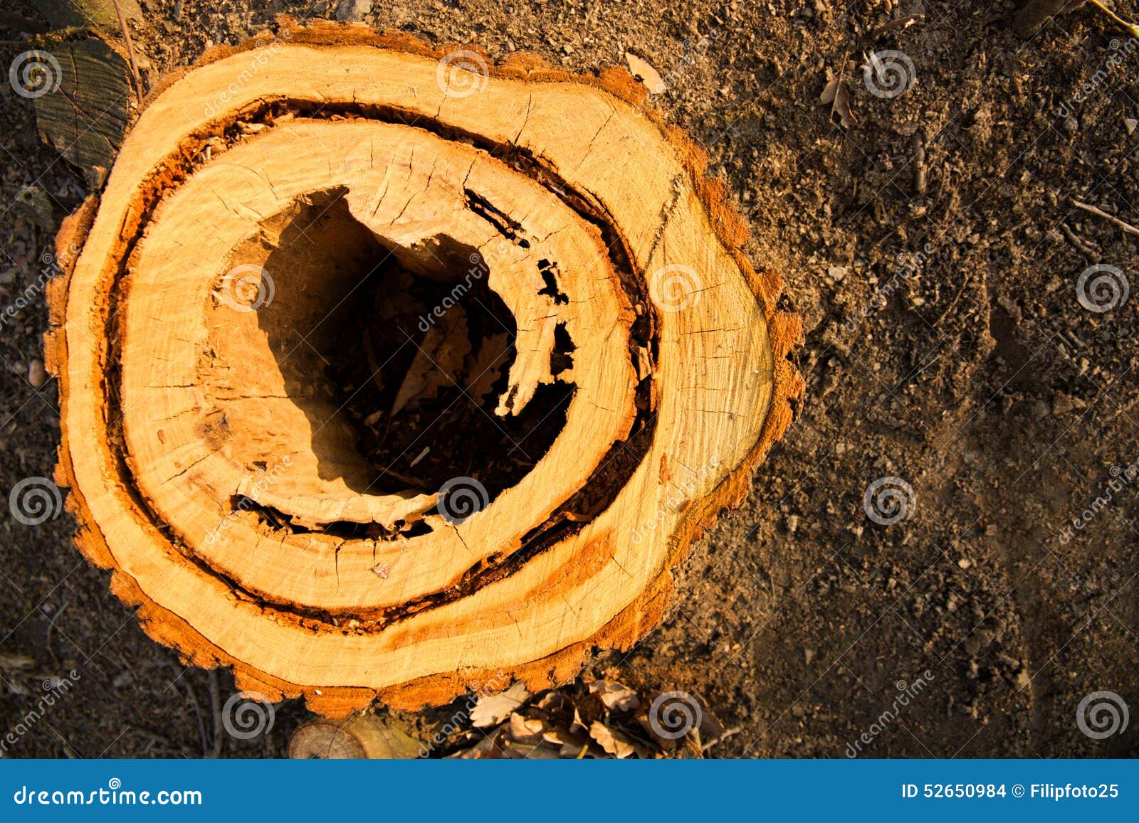 Cut stump stock photo. Image of center, crack, clear - 52650984