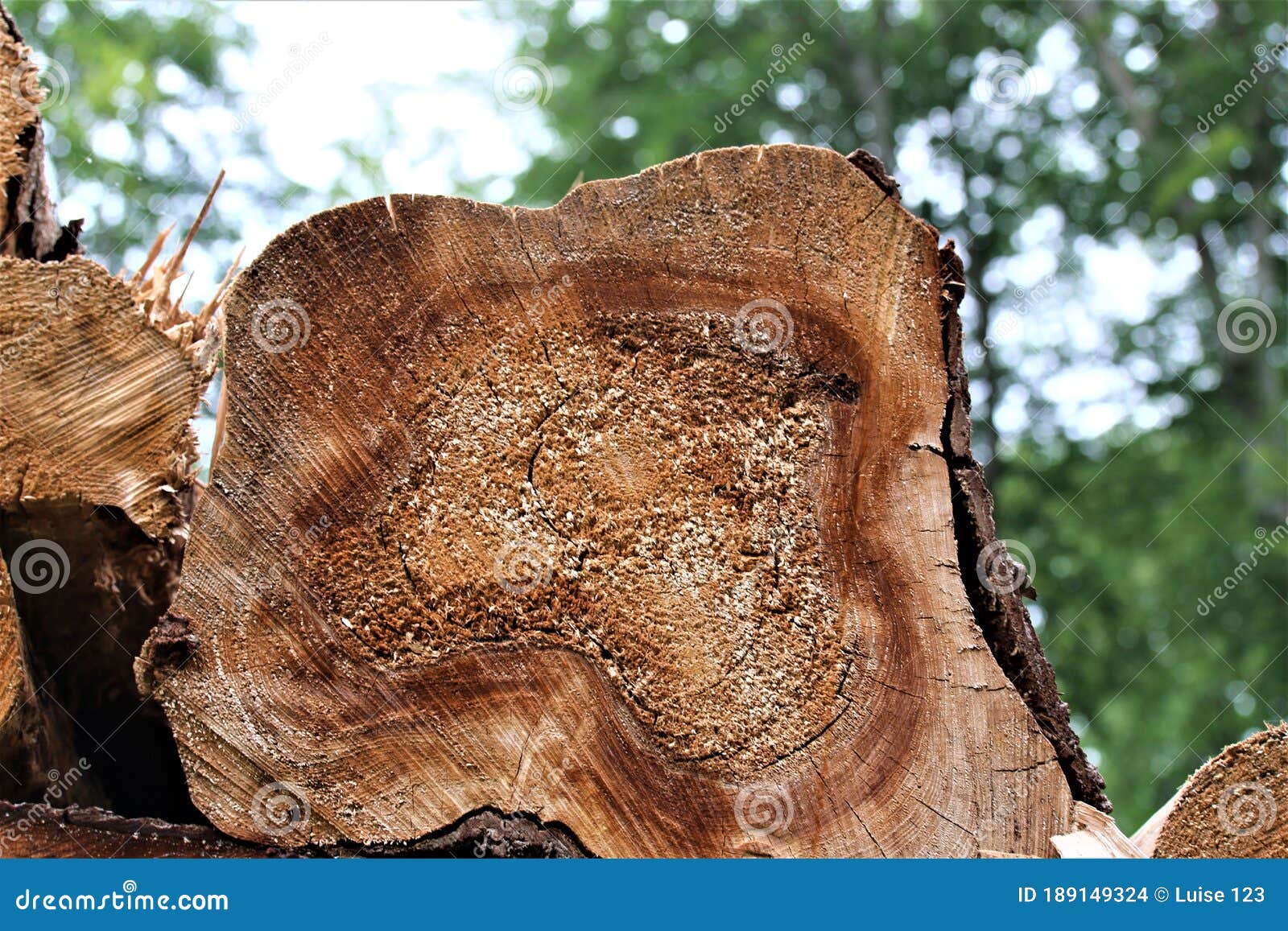 Cut Surface of a Felled Tree Trunk Stock Photo - Image of outside ...