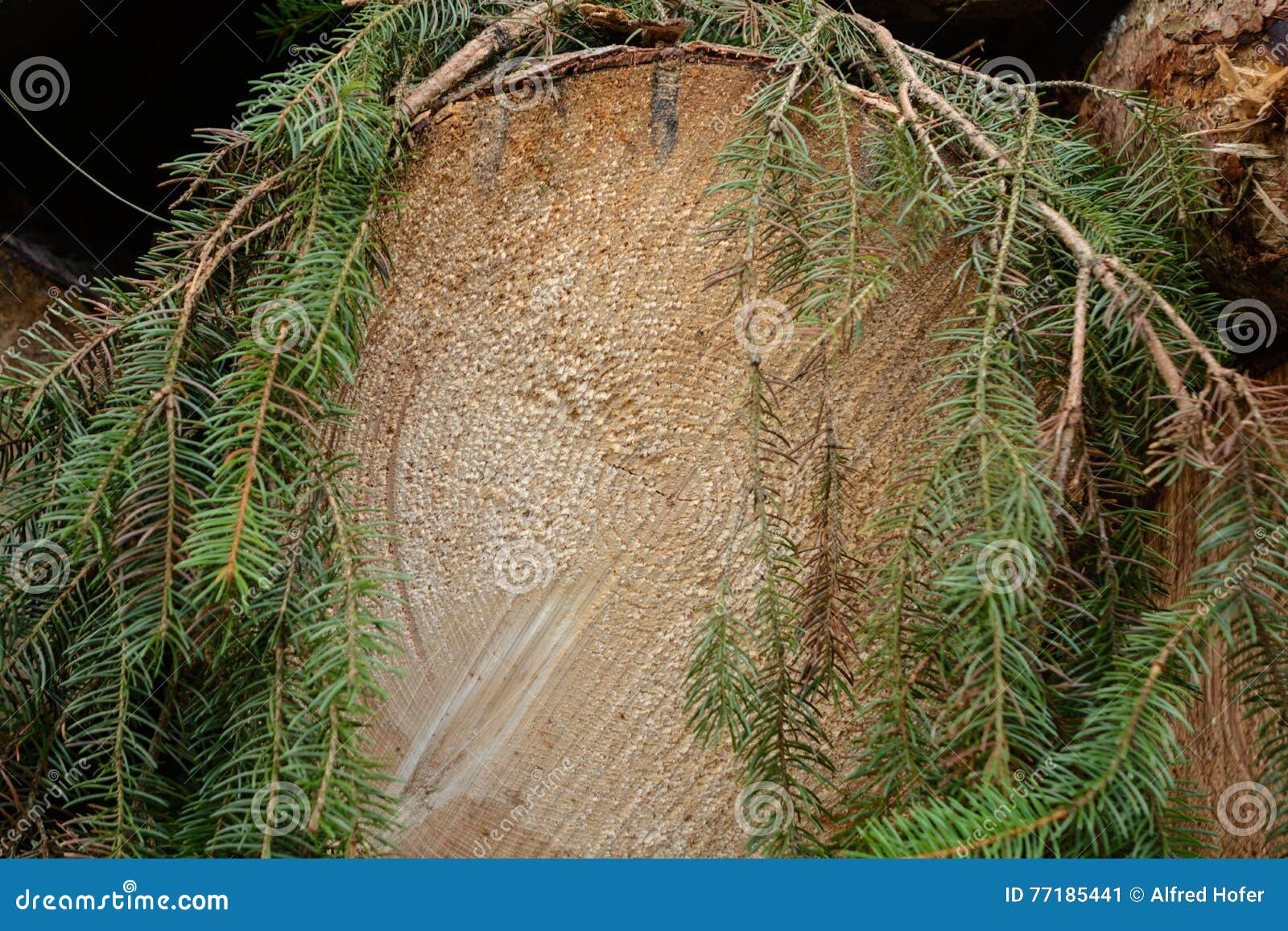 Cut Surface of a Spruce - Growth Rings Stock Image - Image of ecology ...