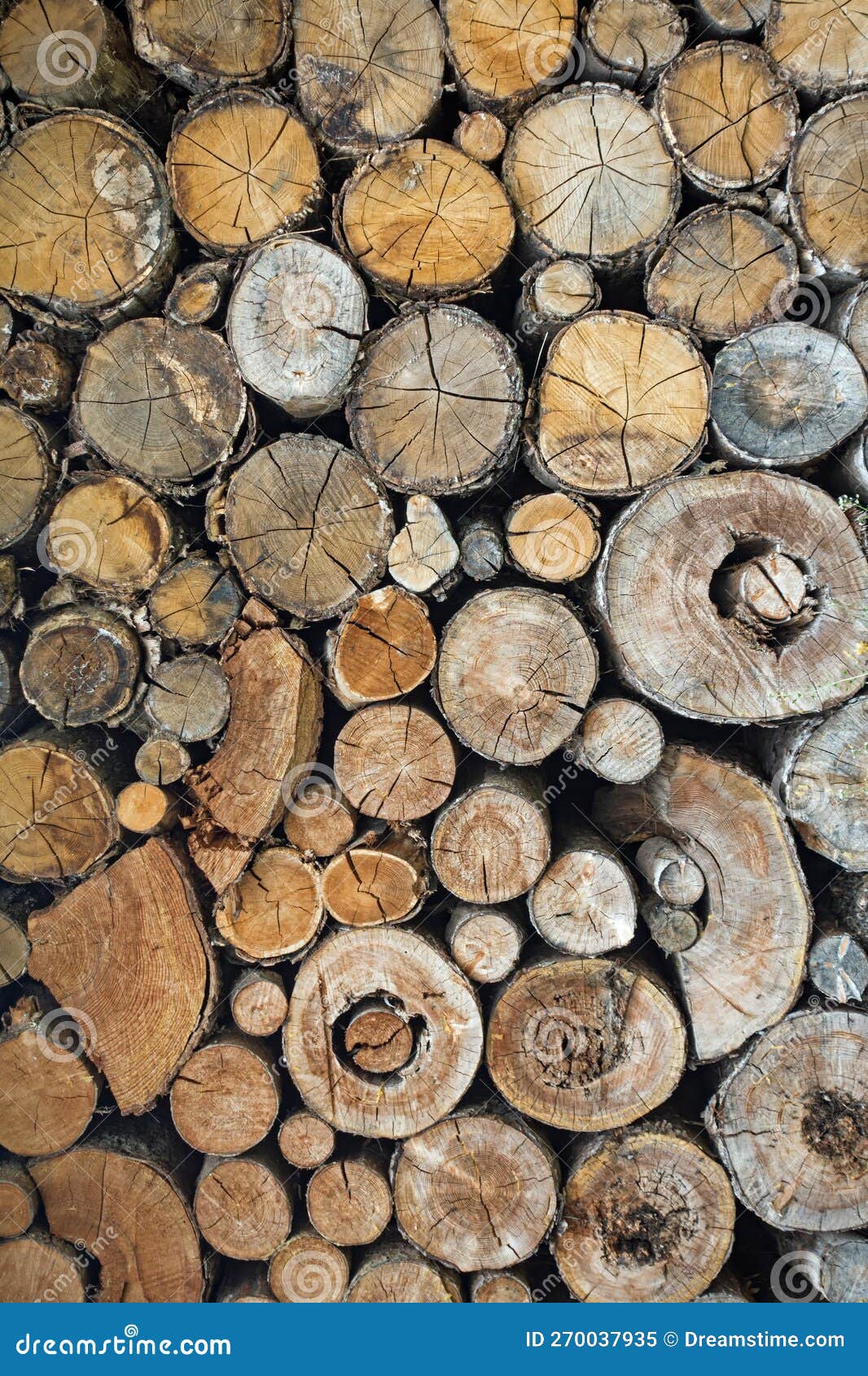 Cut Surfaces Of Many Tree Trunks Layered Into A Pile As Background ...