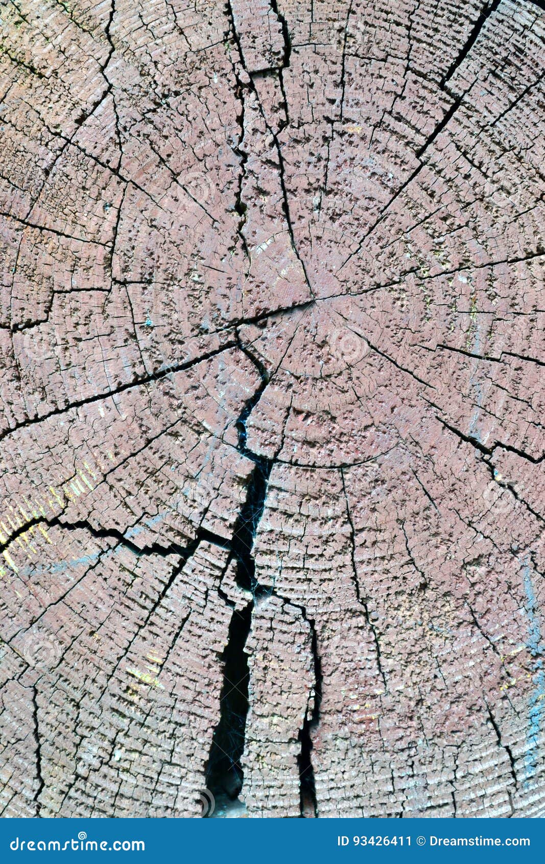 Cut texture of a pine log stock image. Image of stump - 93426411