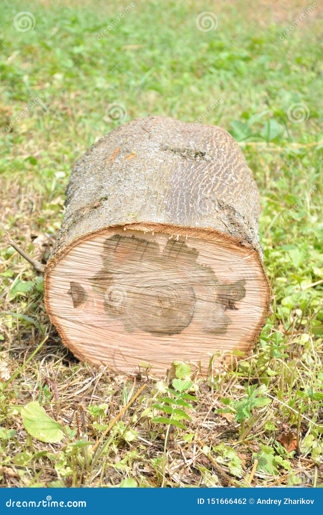Cut Thick Tree Trunk. Wood Texture Stock Photo - Image of isolated ...