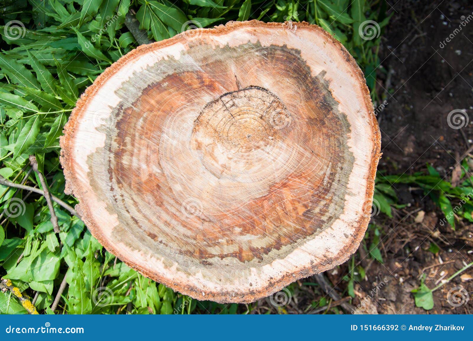 Cut Thick Tree Trunk. Wood Texture Stock Photo - Image of circle ...