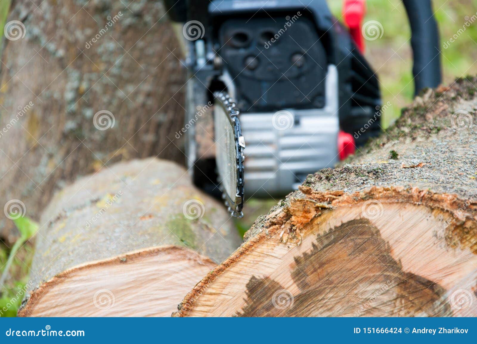 Cut Thick Tree Trunk. Wood Texture. Chainsaw Cuts Wood. Stock Photo ...