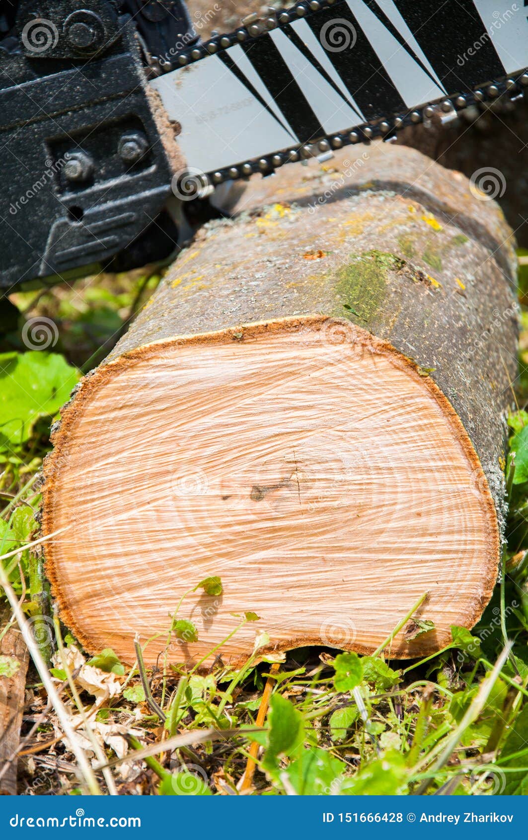 Cut Thick Tree Trunk. Wood Texture. Chainsaw Cuts Wood. Stock Photo ...