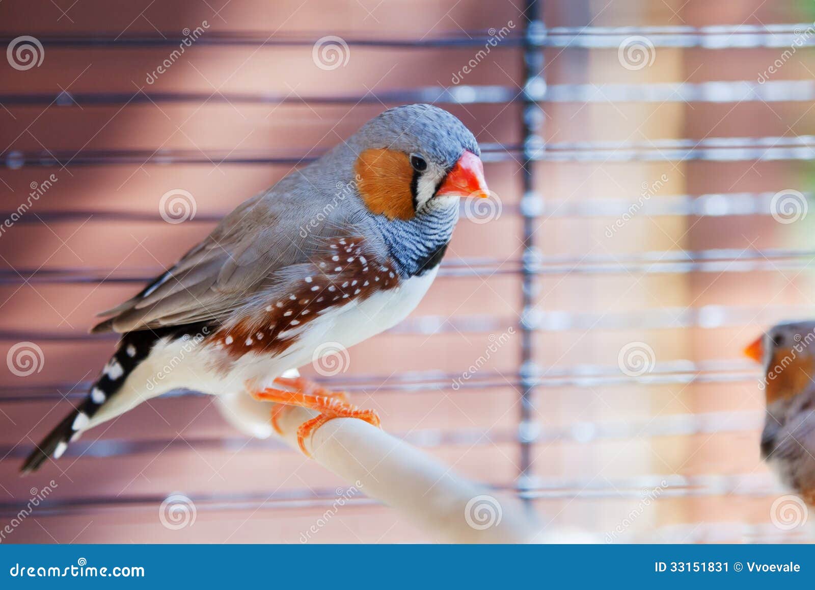Cut-throat Finch bird stock image. Image of inside, finch - 33151831