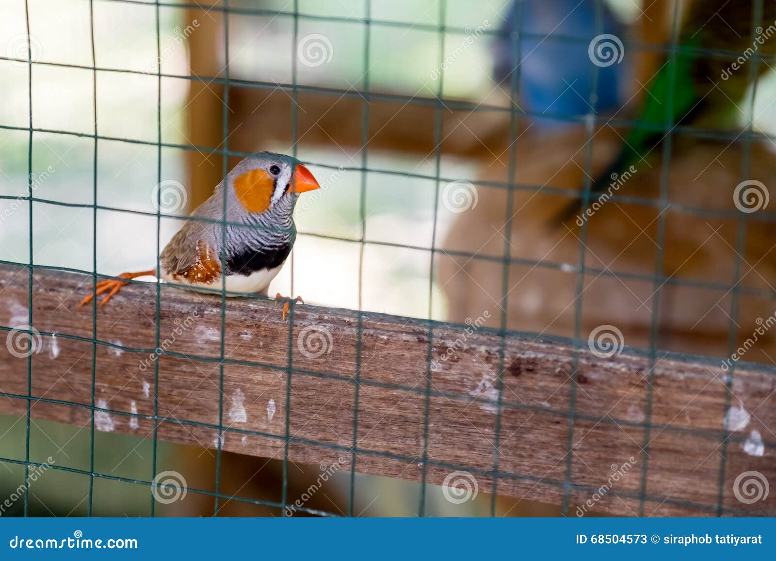 Cut-throat Finch bird stock image. Image of pied, ribbon - 68504573