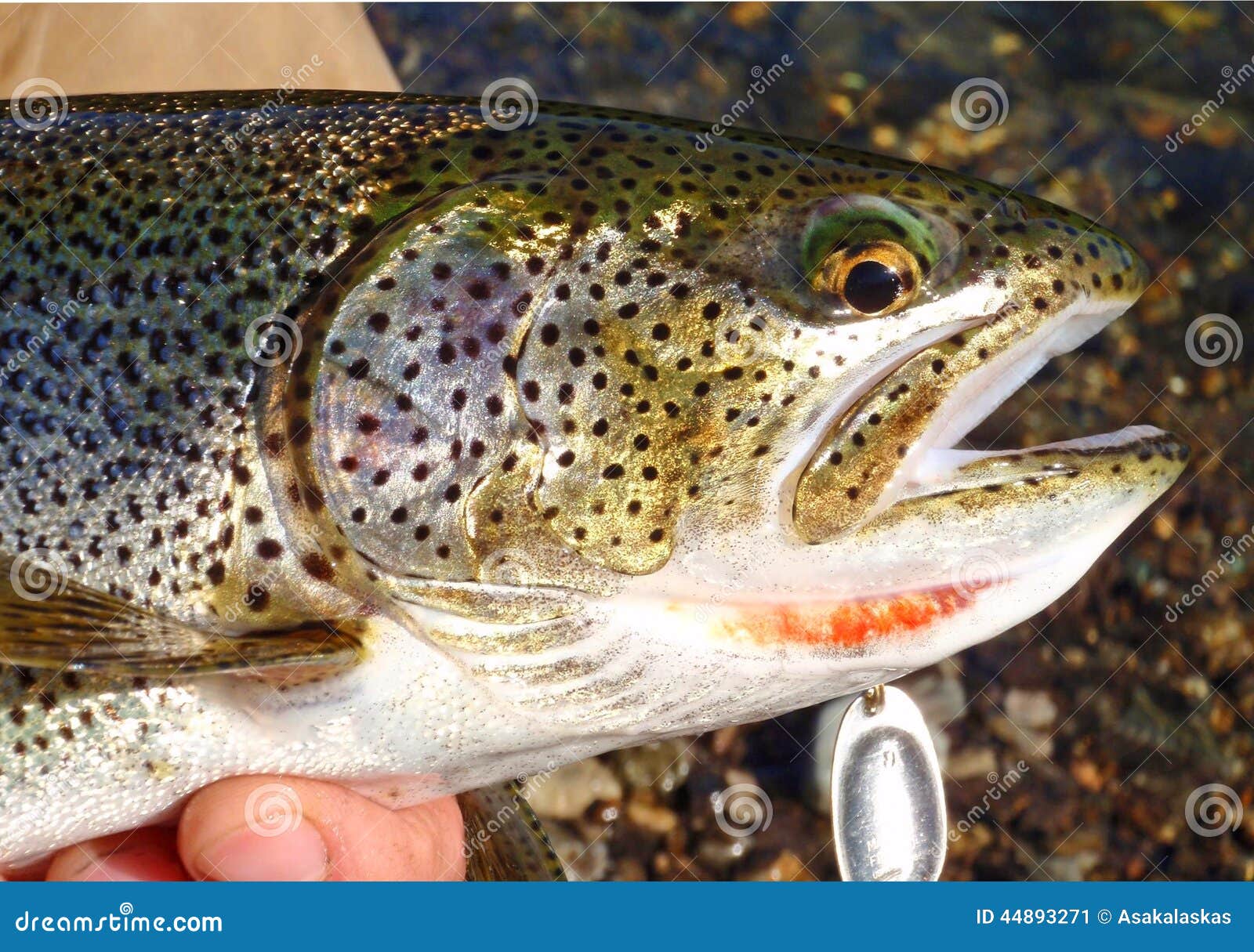 Cut throat trout stock image. Image of sporting, macro - 44893271
