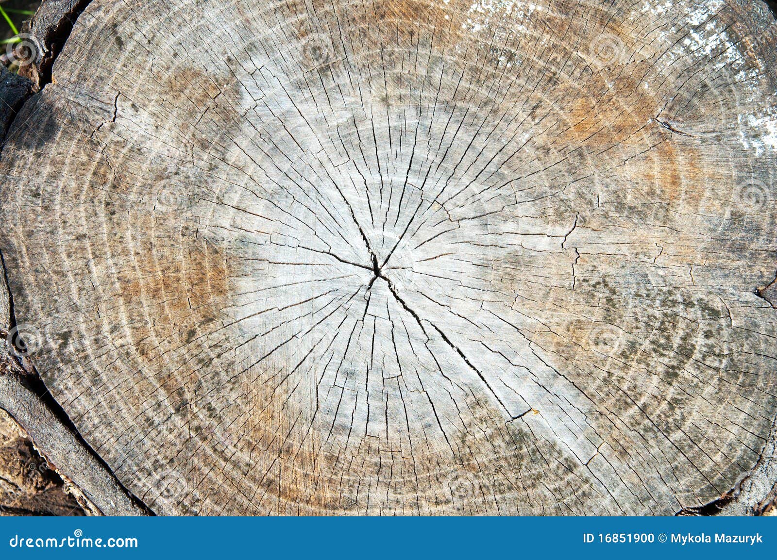 Cut of tree stock photo. Image of backgrounds, curve - 16851900