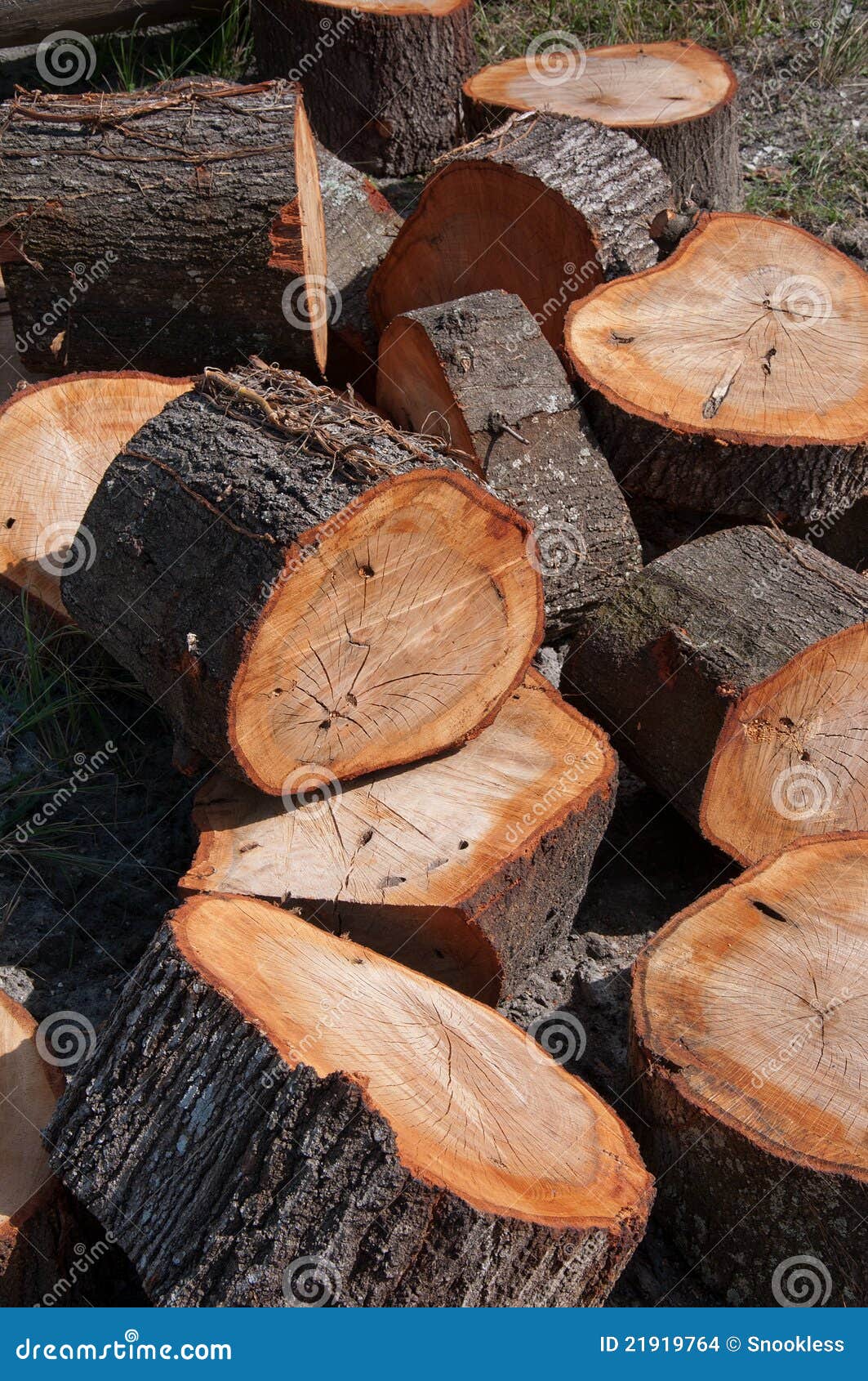 Cut tree trunk stock photo. Image of green, natural, trunk - 21919764