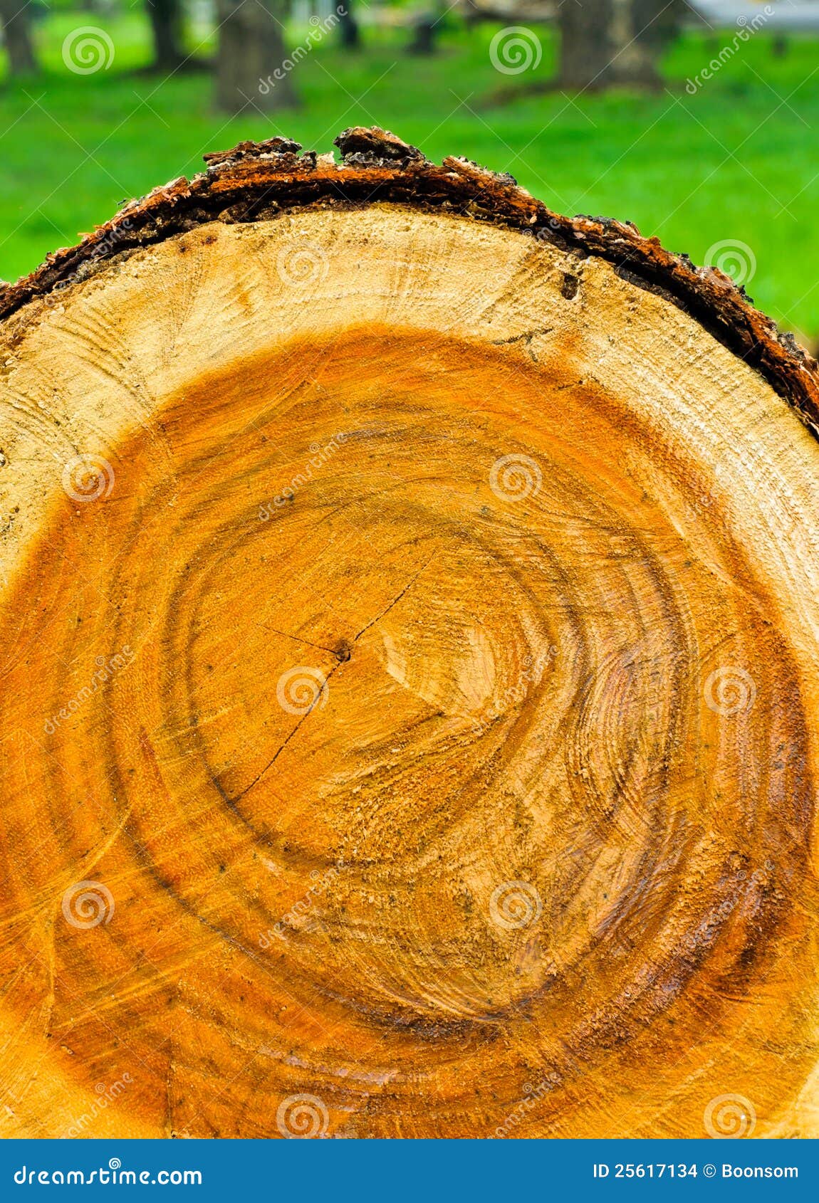 Cut tree stock photo. Image of brown, forest, circle - 25617134