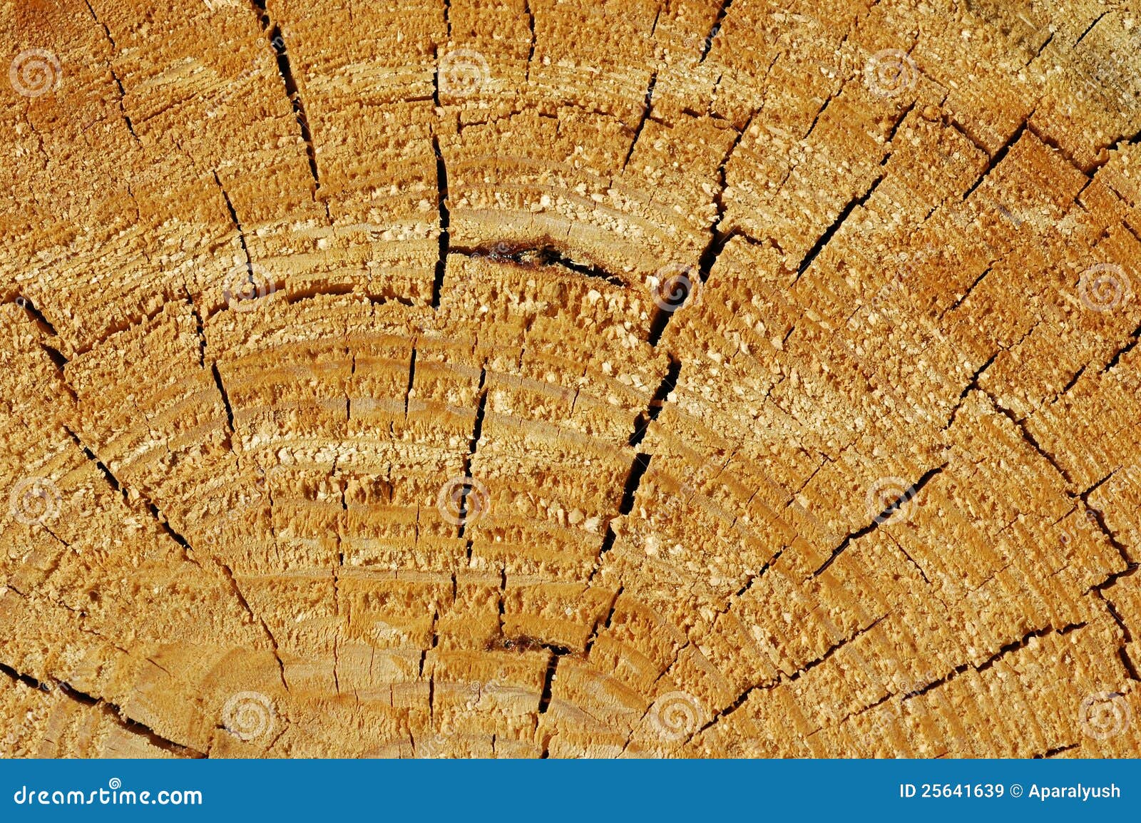 Cut of tree stock image. Image of tree, yellow, felling - 25641639