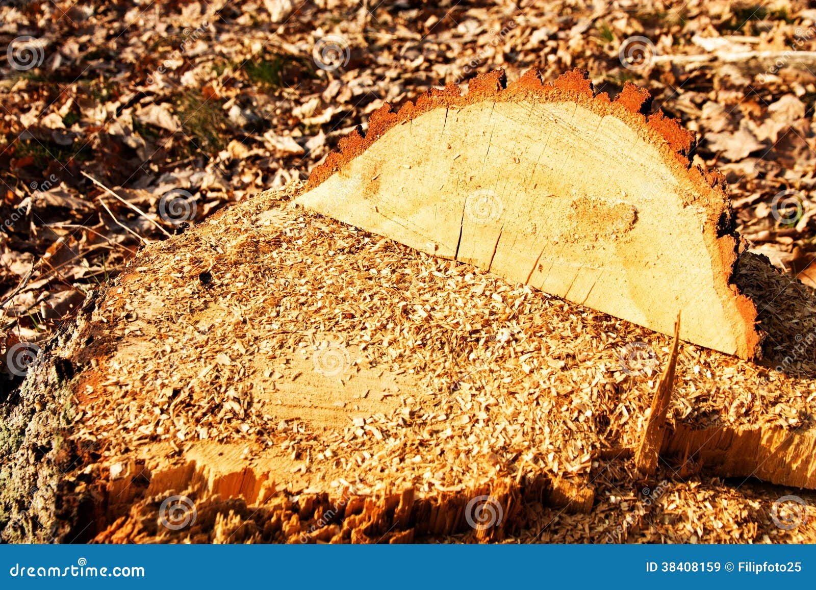 Cut a tree stock image. Image of cross, trunk, forestry - 38408159