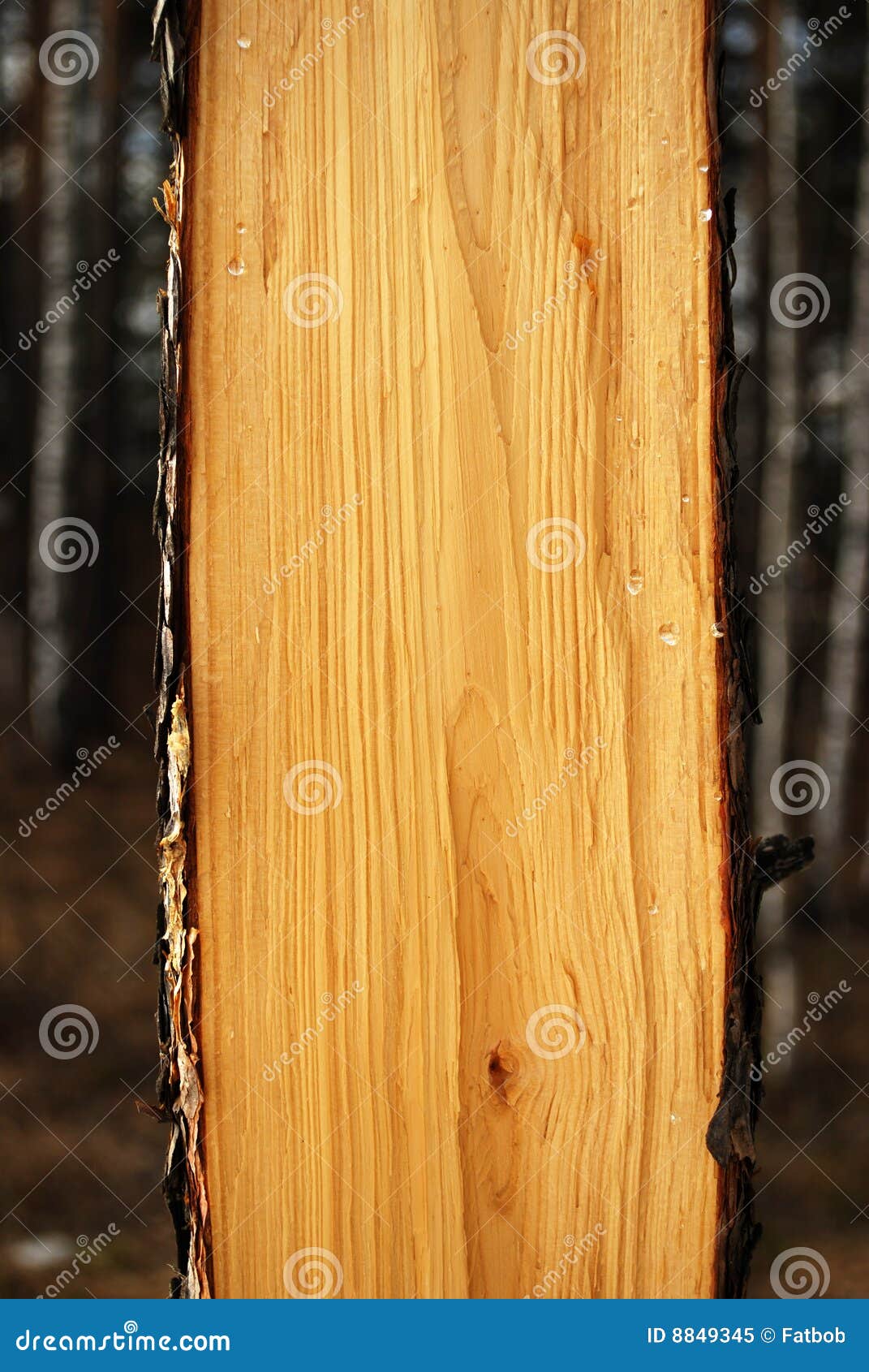Cut Tree stock image. Image of natural, details, tree - 8849345