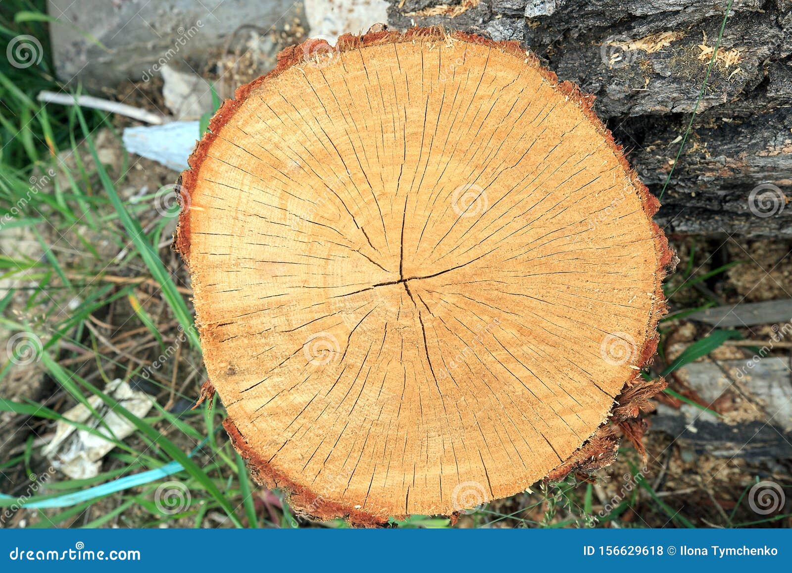 Cut Tree with Annual Ring. Stack of Firewood Stock Photo - Image of ...