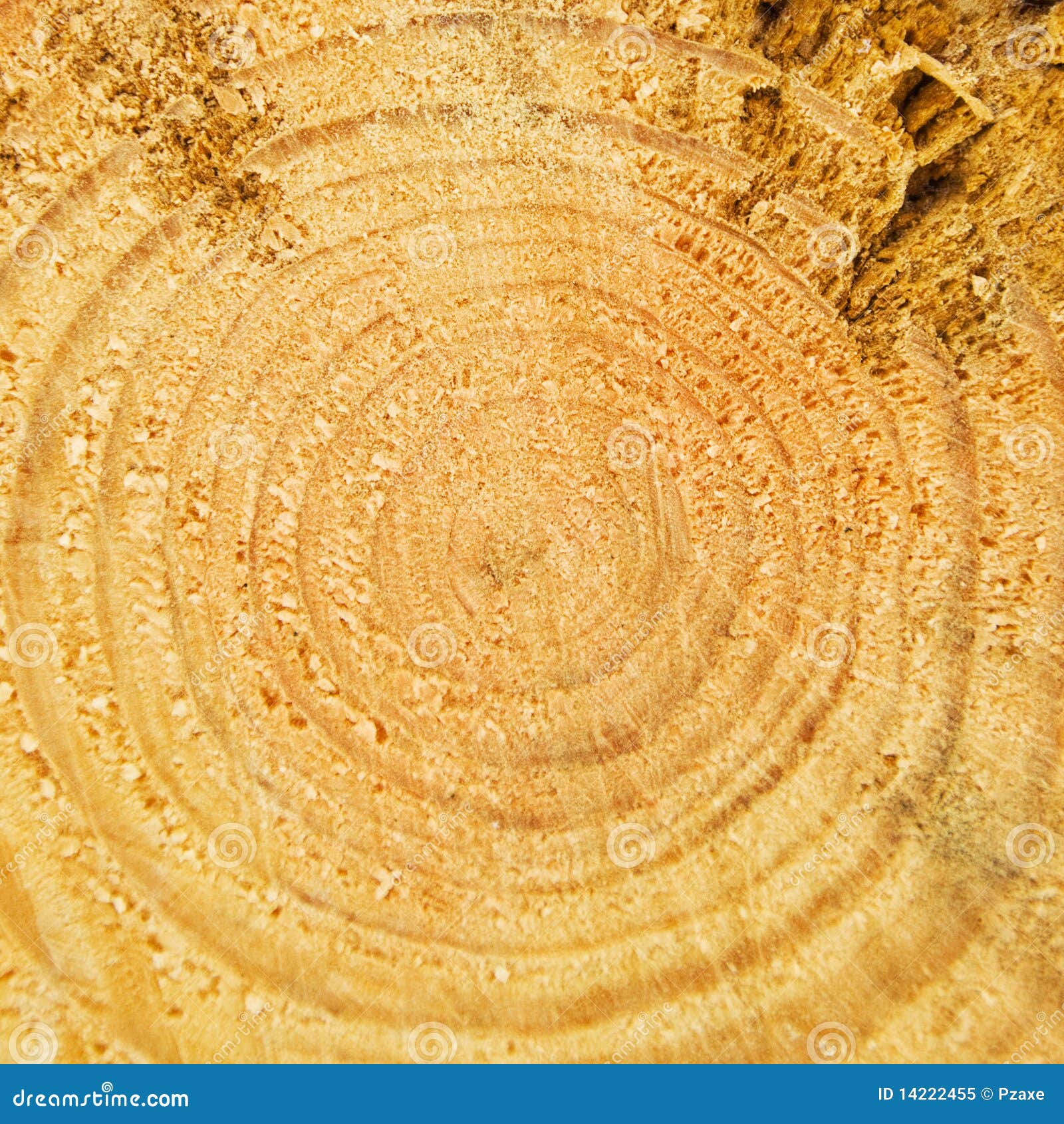 Cut of Tree with Annual Rings Stock Image - Image of structure ...