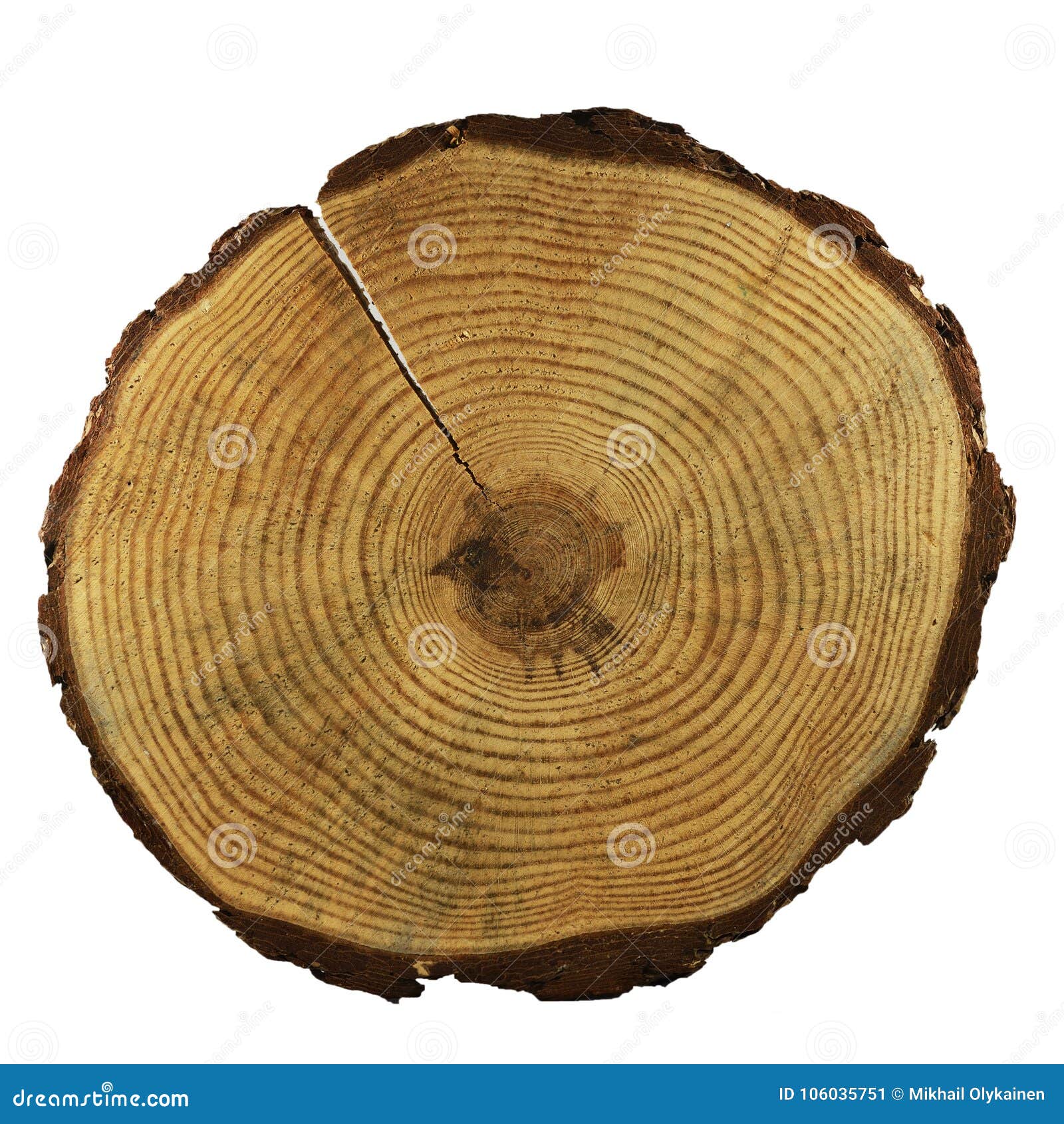 A Cut of a Tree with Annual Rings on White Stock Image - Image of ...