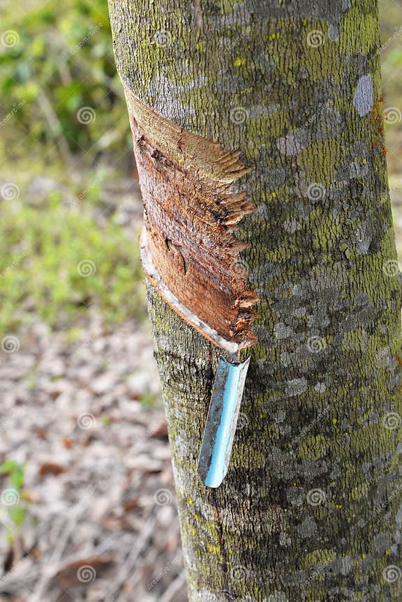 Cut tree bark Rubber tree stock image. Image of close - 67407929
