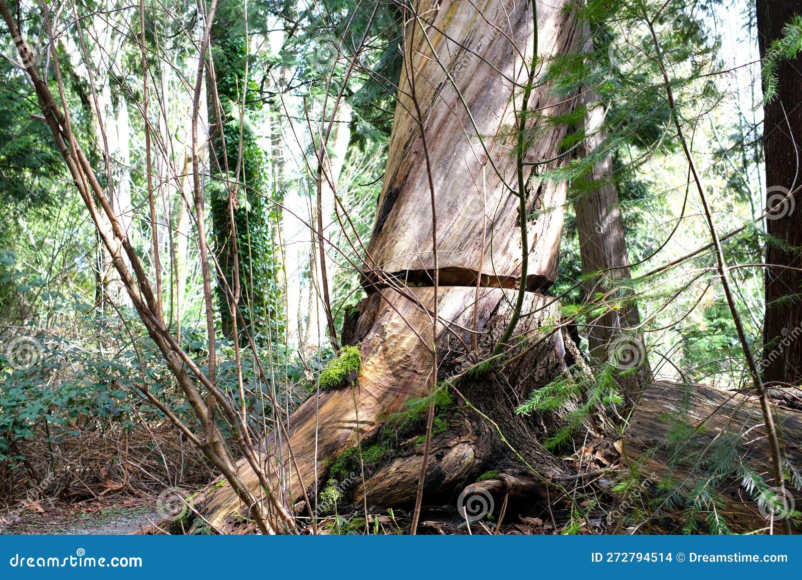 A Cut Tree at the Base Stands and Grows with an Ax To Cut Down the ...
